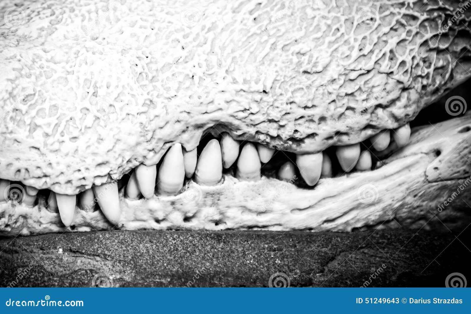 Crocodile bones stock image. Image of ceramic, dead, black - 51249643