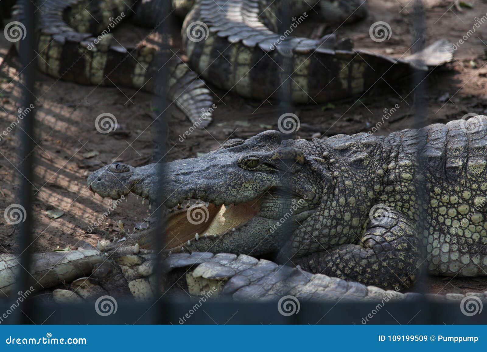 Crocodile In The Cage. Stock Photo | CartoonDealer.com #79910040