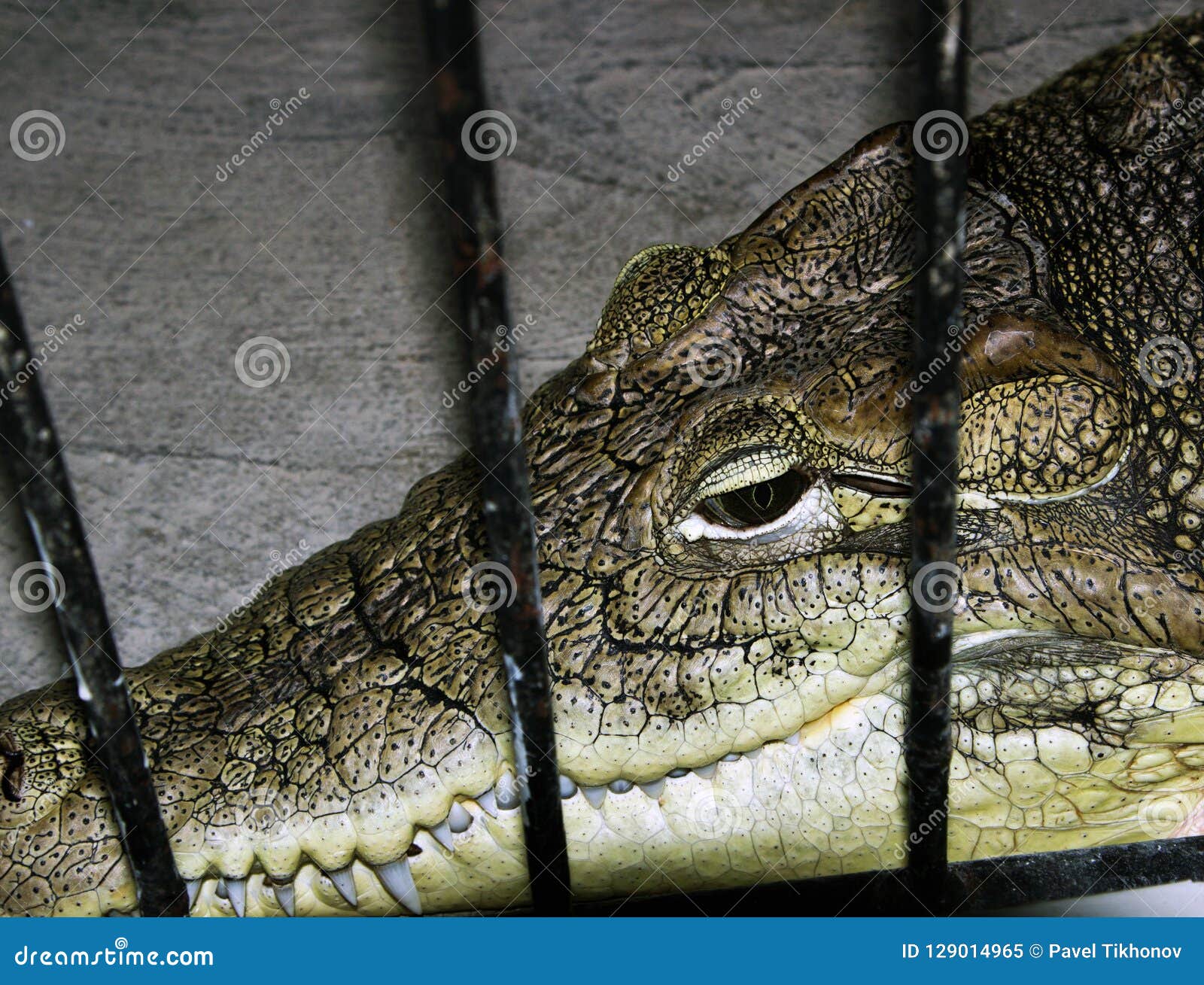 Crocodile in cage stock image. Image of farm, crocodile - 129014965