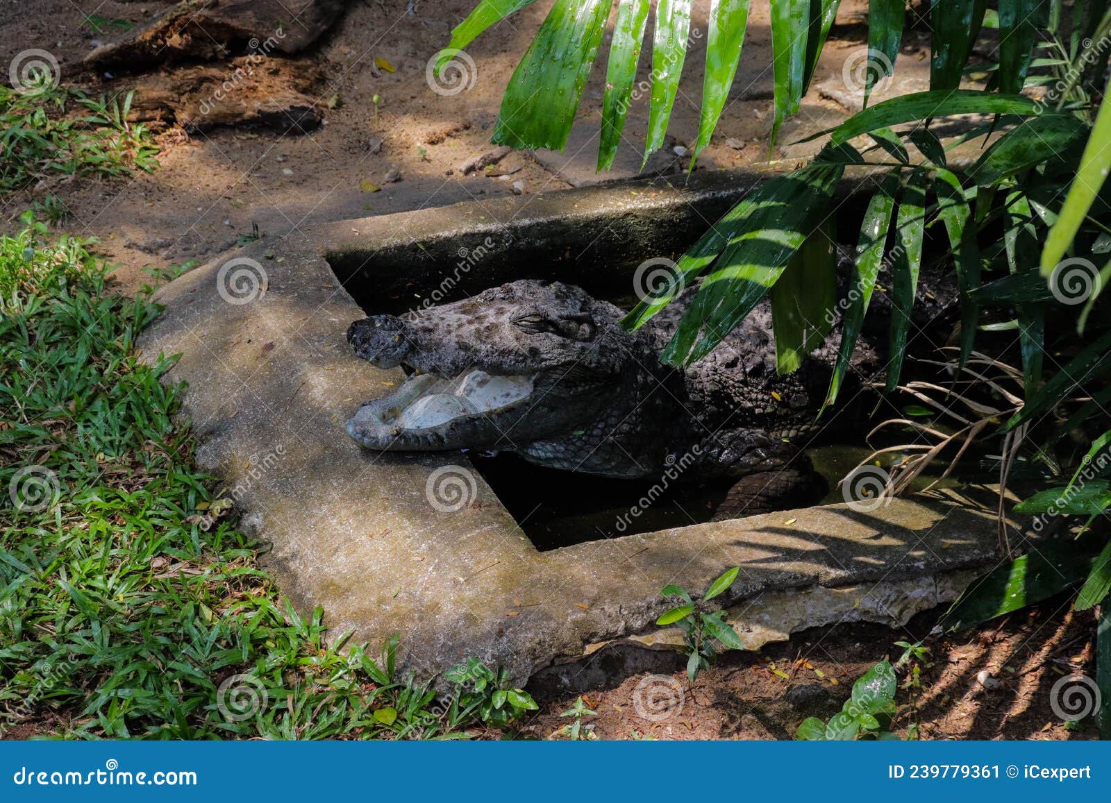 Crocodile in Cage Close-up Image Stock Image - Image of natural, cage ...