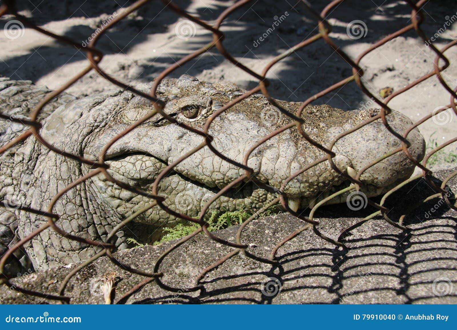 Crocodile In The Cage. Stock Photo | CartoonDealer.com #79910040