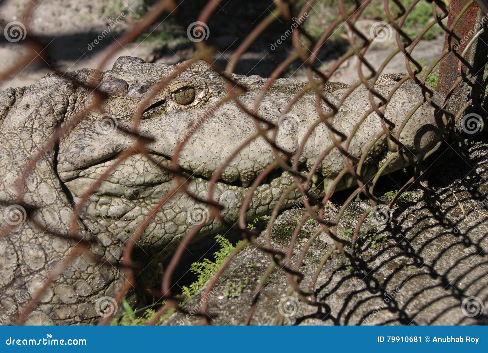 Crocodile in the cage. stock image. Image of river, crocodile - 79910681