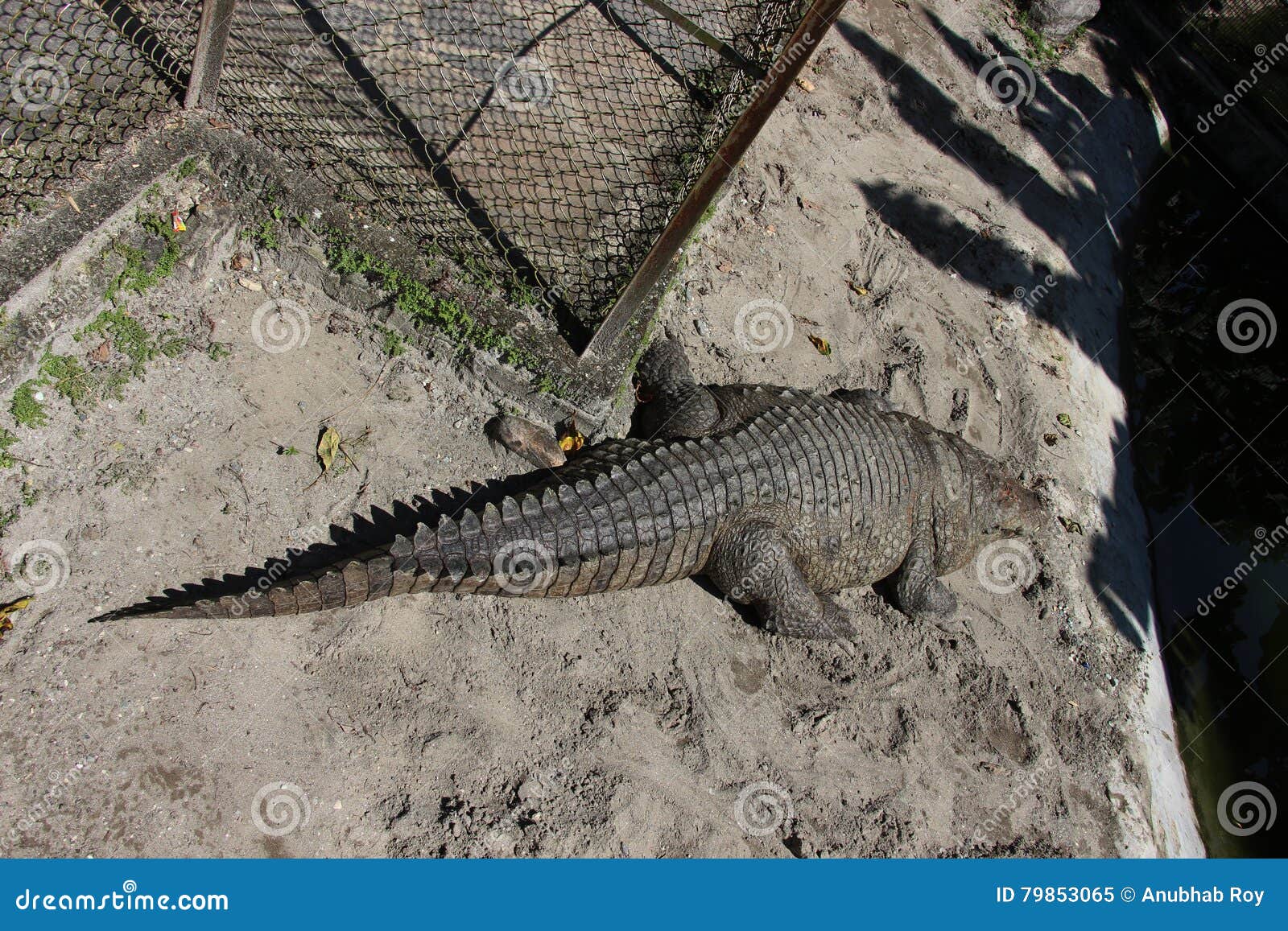 Crocodile in the cage. stock image. Image of abstract - 79853065