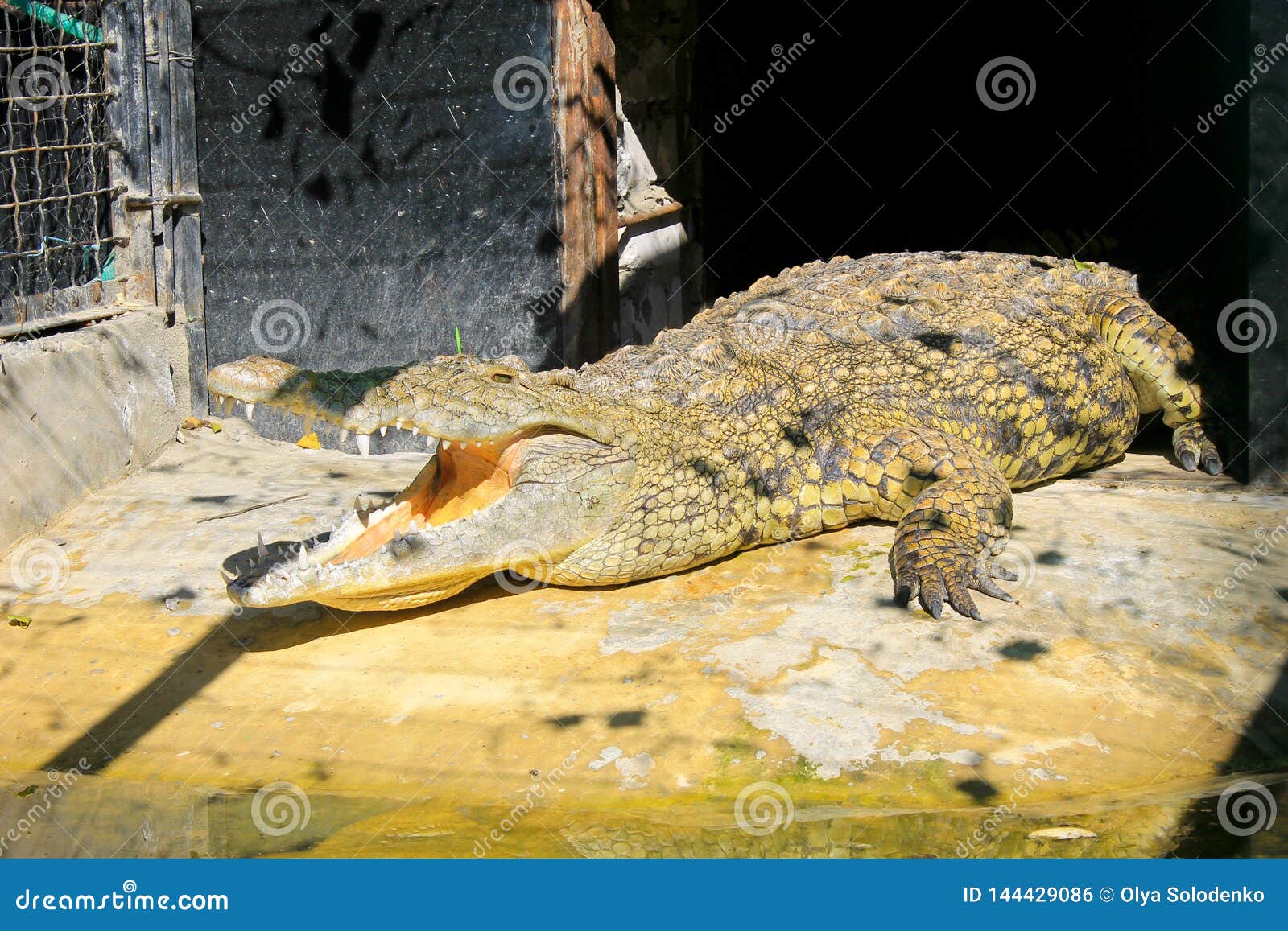 Crocodile in zoo stock photo. Image of captivity, hunter - 144429086