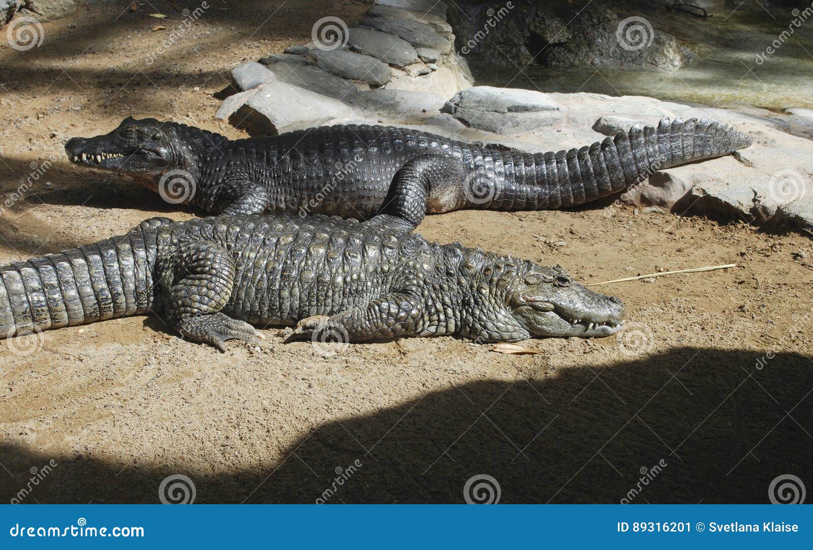 Crocodile Caiman Crocodilus Adult. Stock Image - Image of predator ...