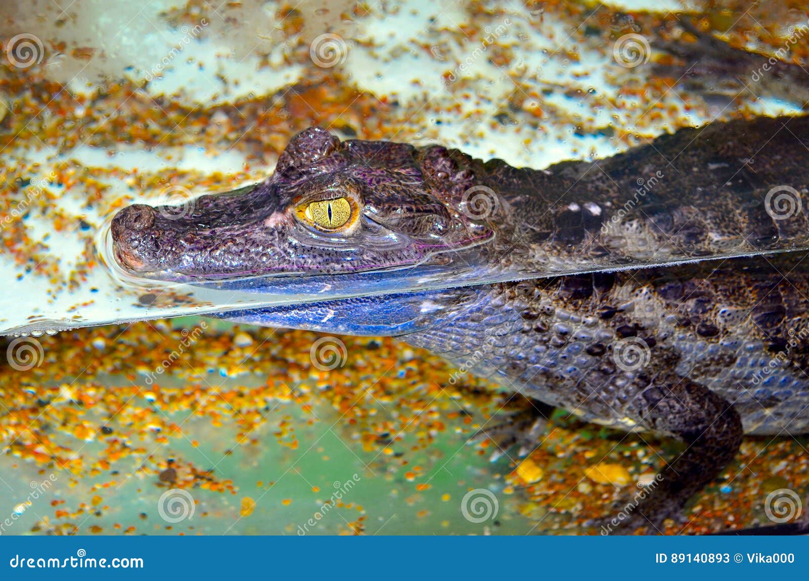 Spectacled Caimans, Caiman Crocodilus Stock Image | CartoonDealer.com ...