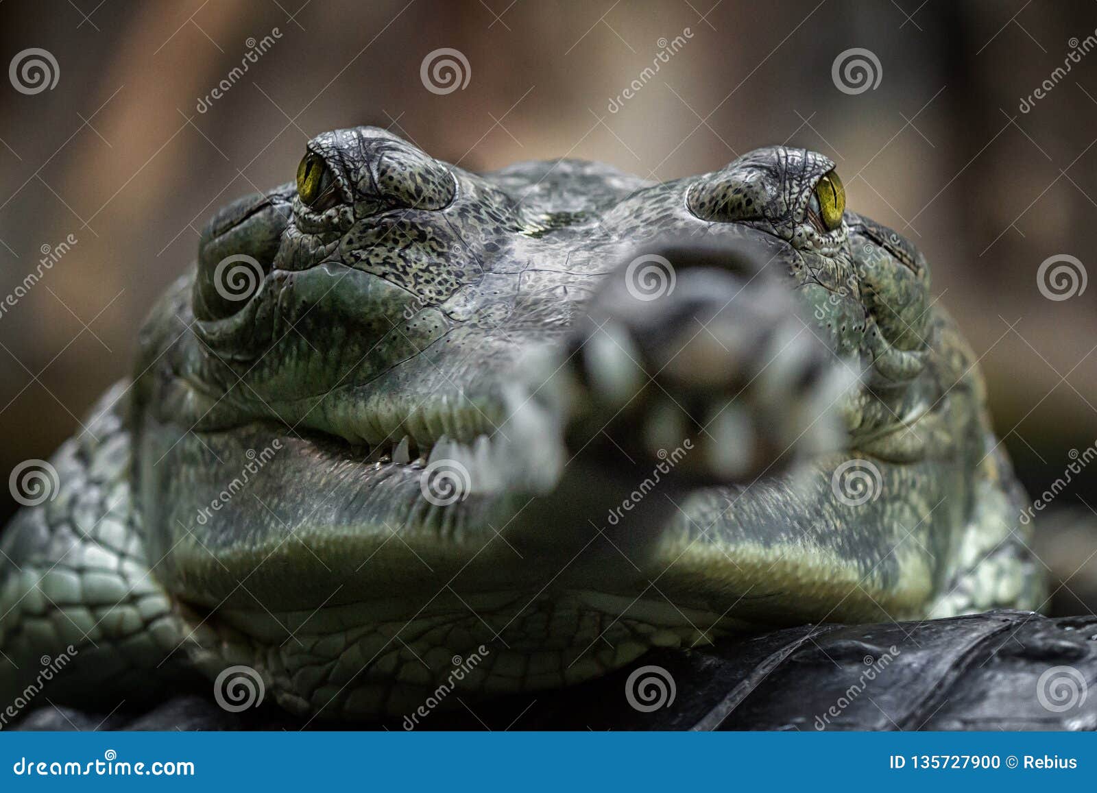 Indian gavial stock photo. Image of dangerous, eyes - 135727900