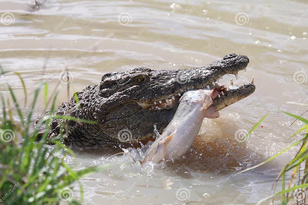 Crocodile Catching Fish stock image. Image of reptile - 10723575