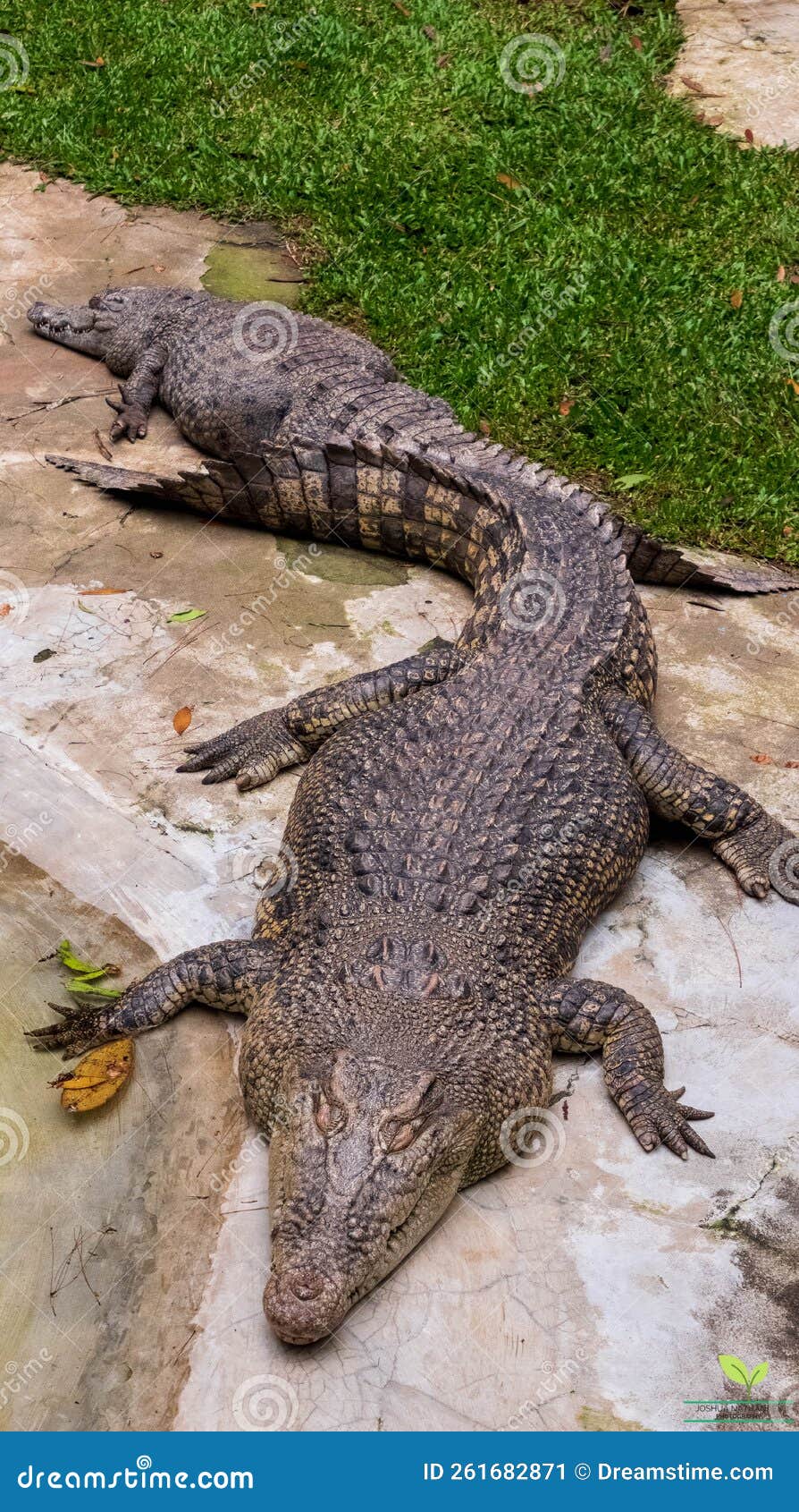 Crocodile stock image. Image of human, wildlife, crocodile - 261682871