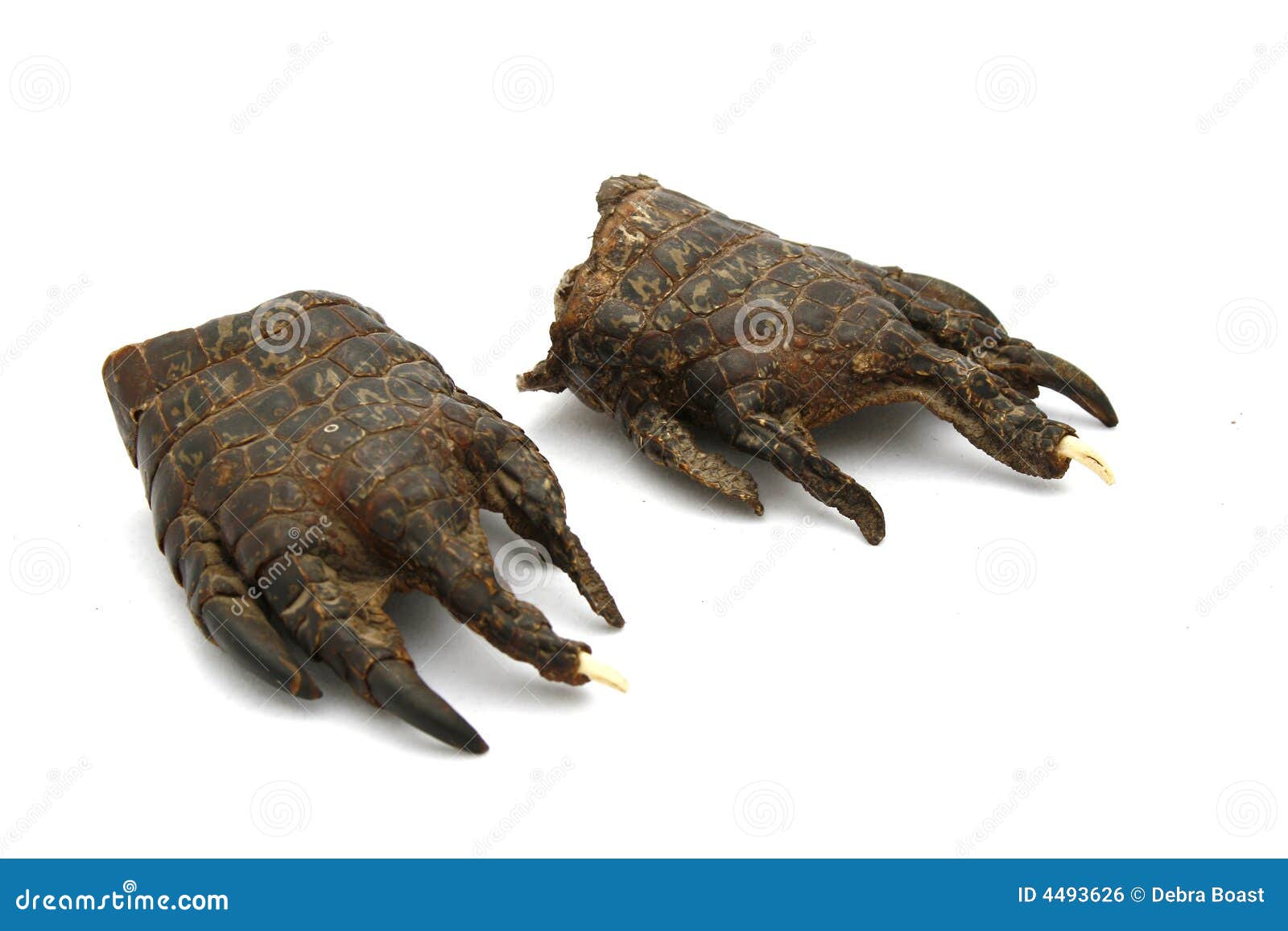 Crocodile Claws Picture. Image: 4493626