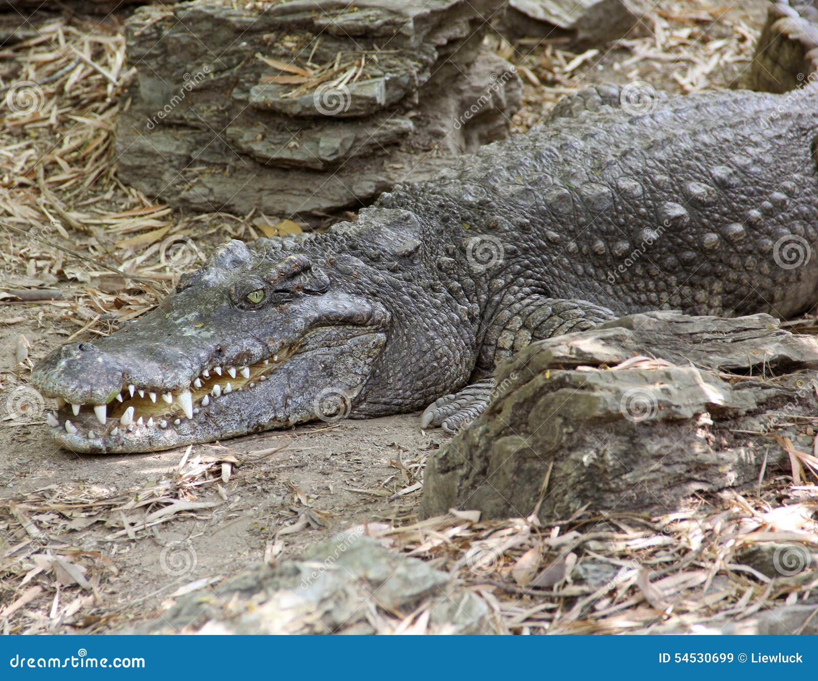 Crocodile stock image. Image of crocodile, attractions - 54530699