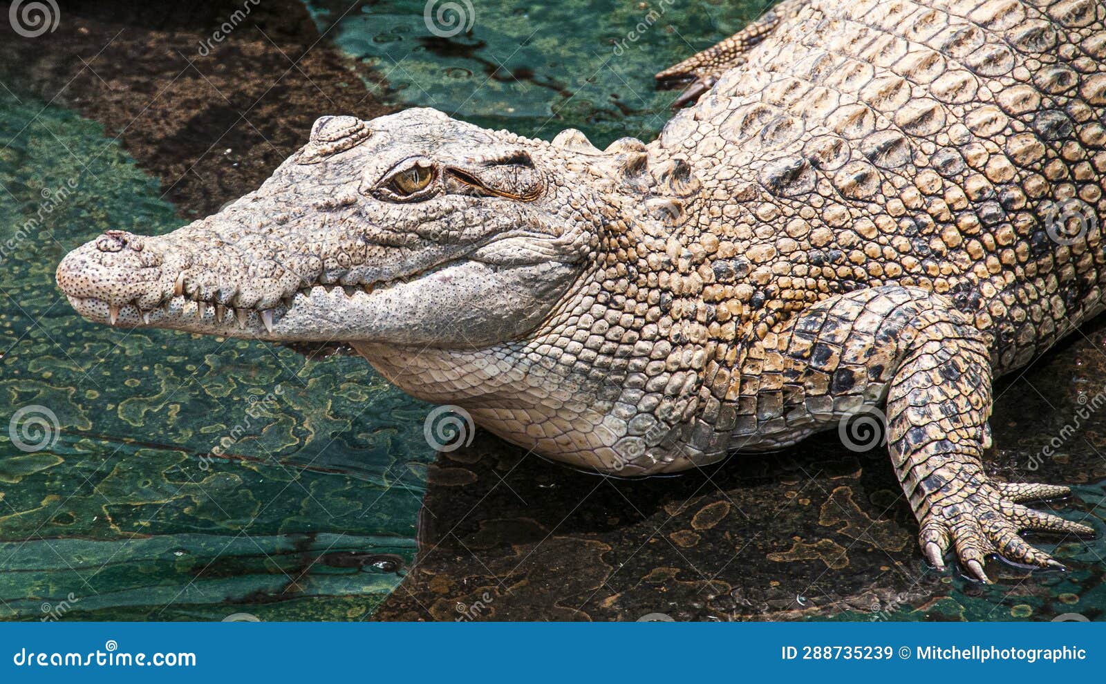 Crocodile Scales Texture Royalty-Free Stock Photography | CartoonDealer ...
