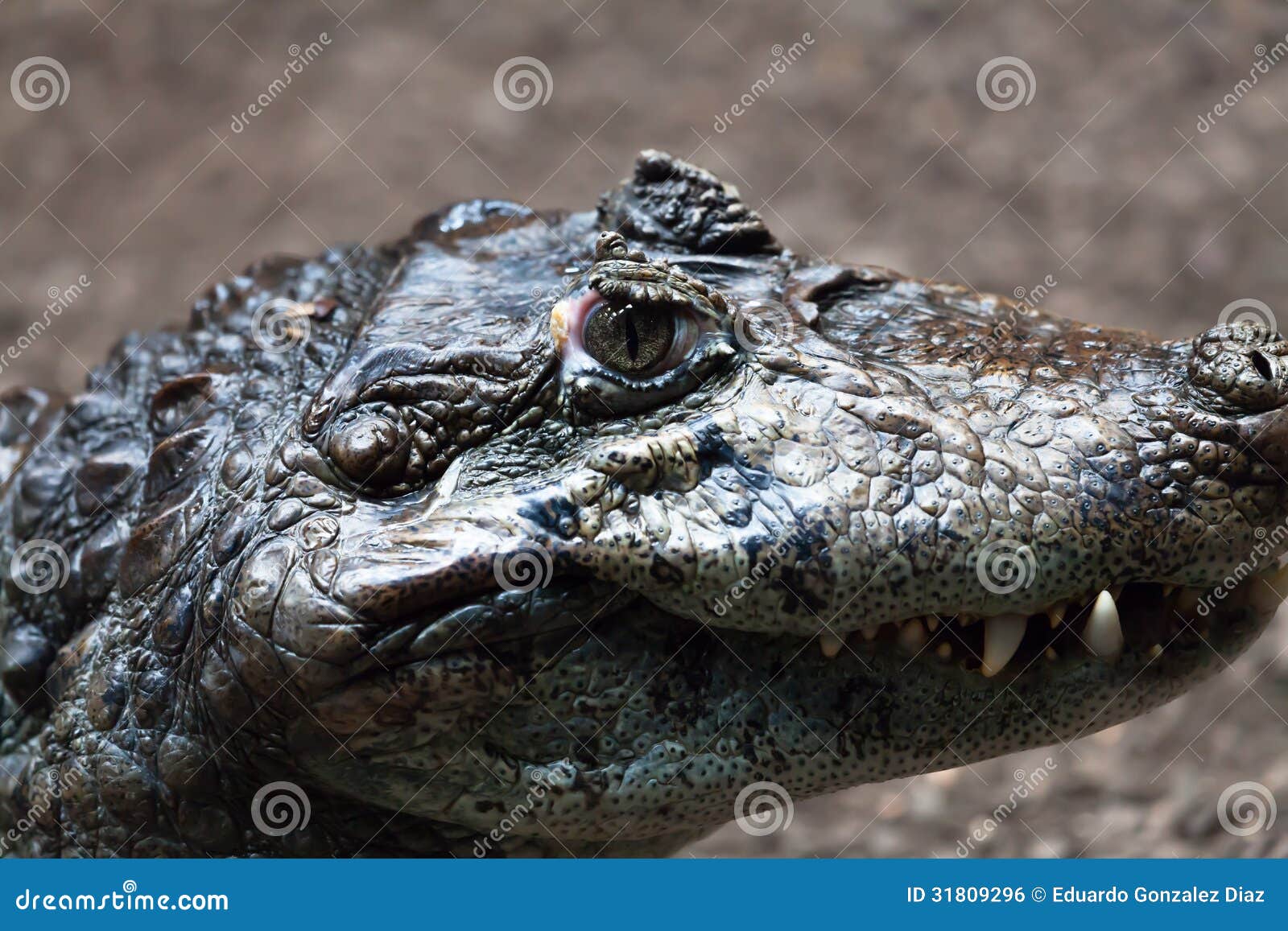 Crocodile stock photo. Image of open, large, amphibian - 31809296