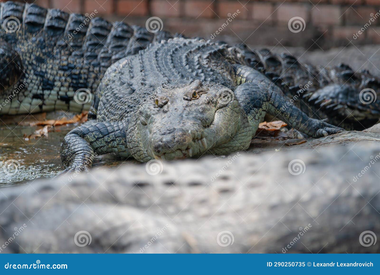 Crocodile Crawling at the Mini Zoo Crocodile Farm in Miri. Stock Image ...