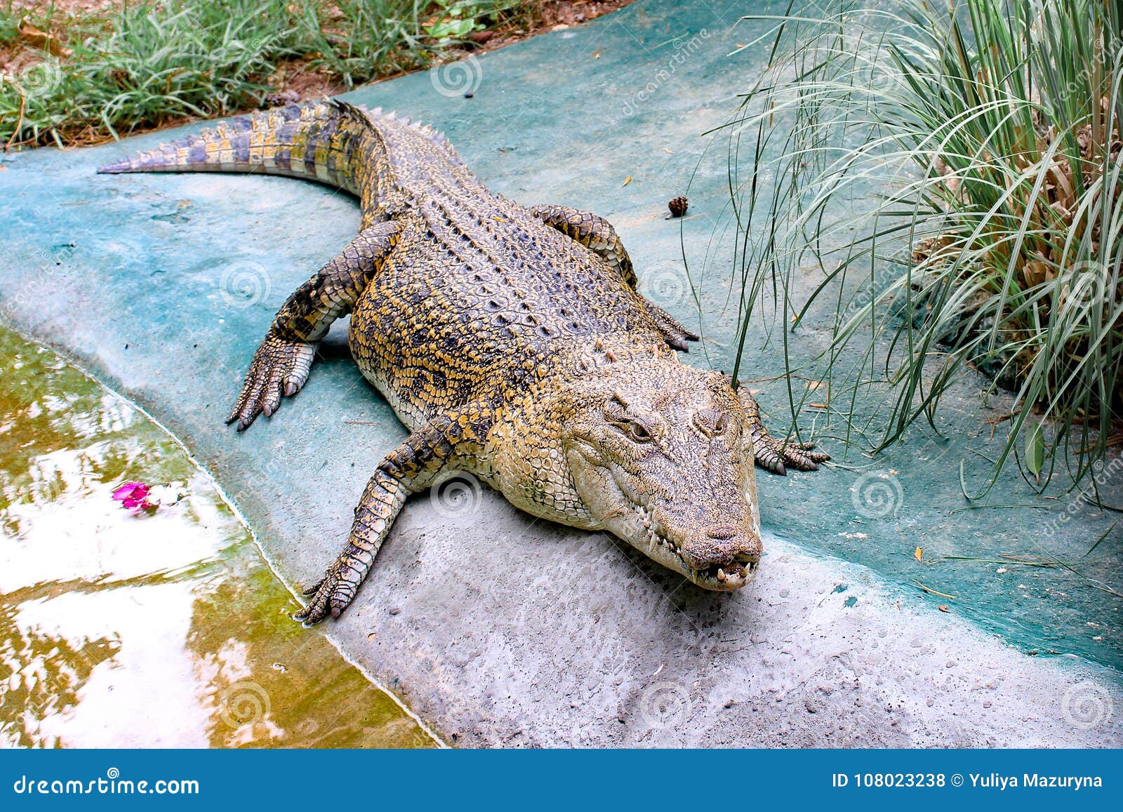 Crocodile crawls stock photo. Image of marine, zoosafari - 108023238