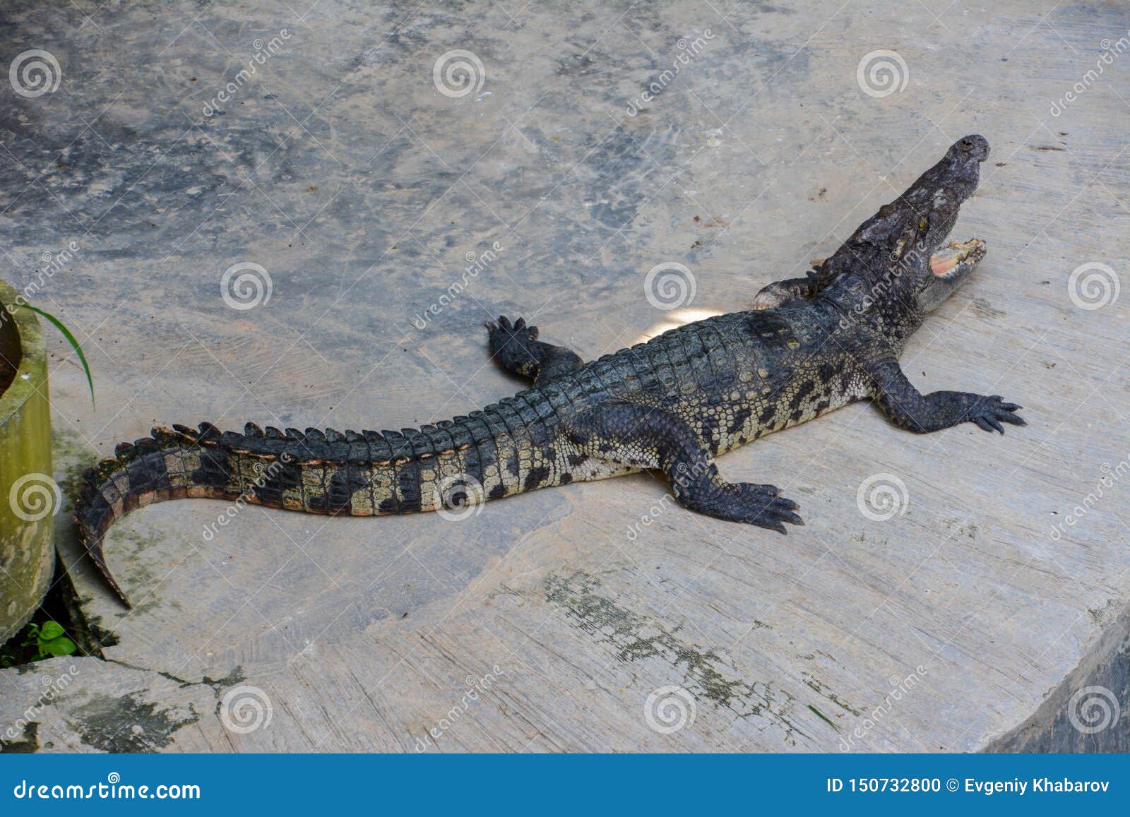 Crocodiles at Crocodile Farm in Thailand Stock Photo - Image of ...