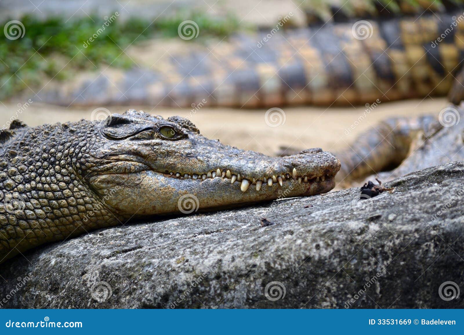 The crocodile stock image. Image of natural, wildlife - 33531669