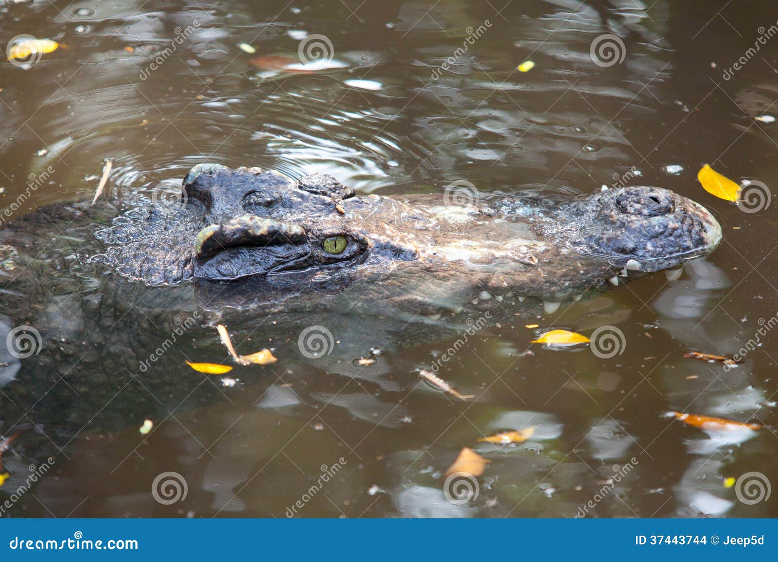 Crocodile d'eau de mer photo stock. Image du alligator - 37443744