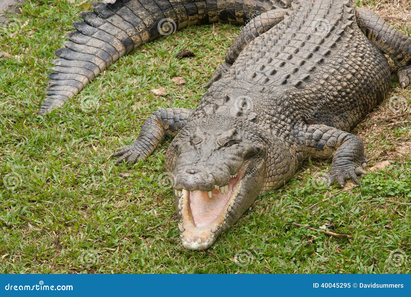 Crocodile d'eau de mer image stock. Image du chauffage - 40045295