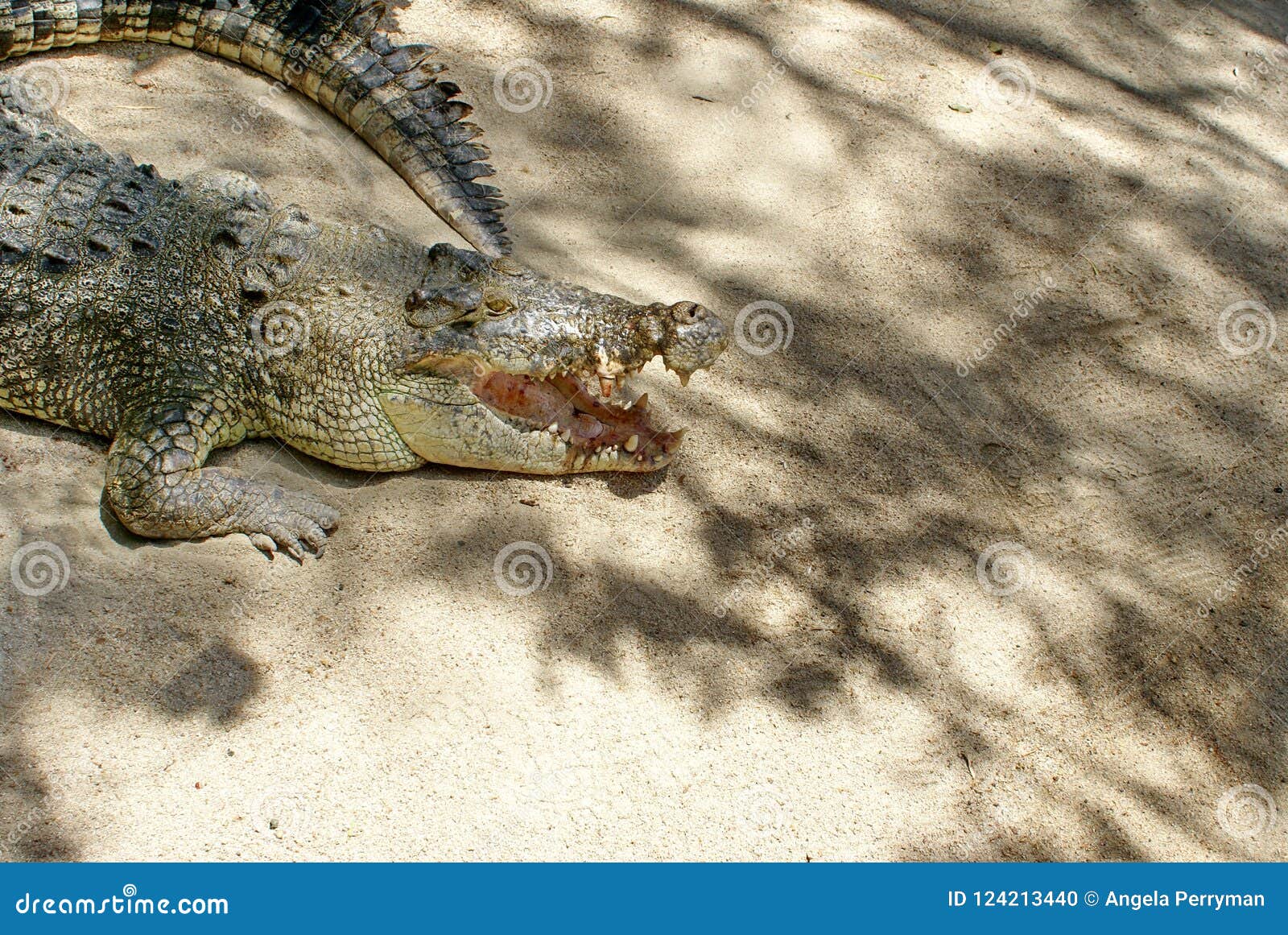 Crocodile D'eau De Mer Avec Sa Bouche Ouverte Photo stock - Image du ...