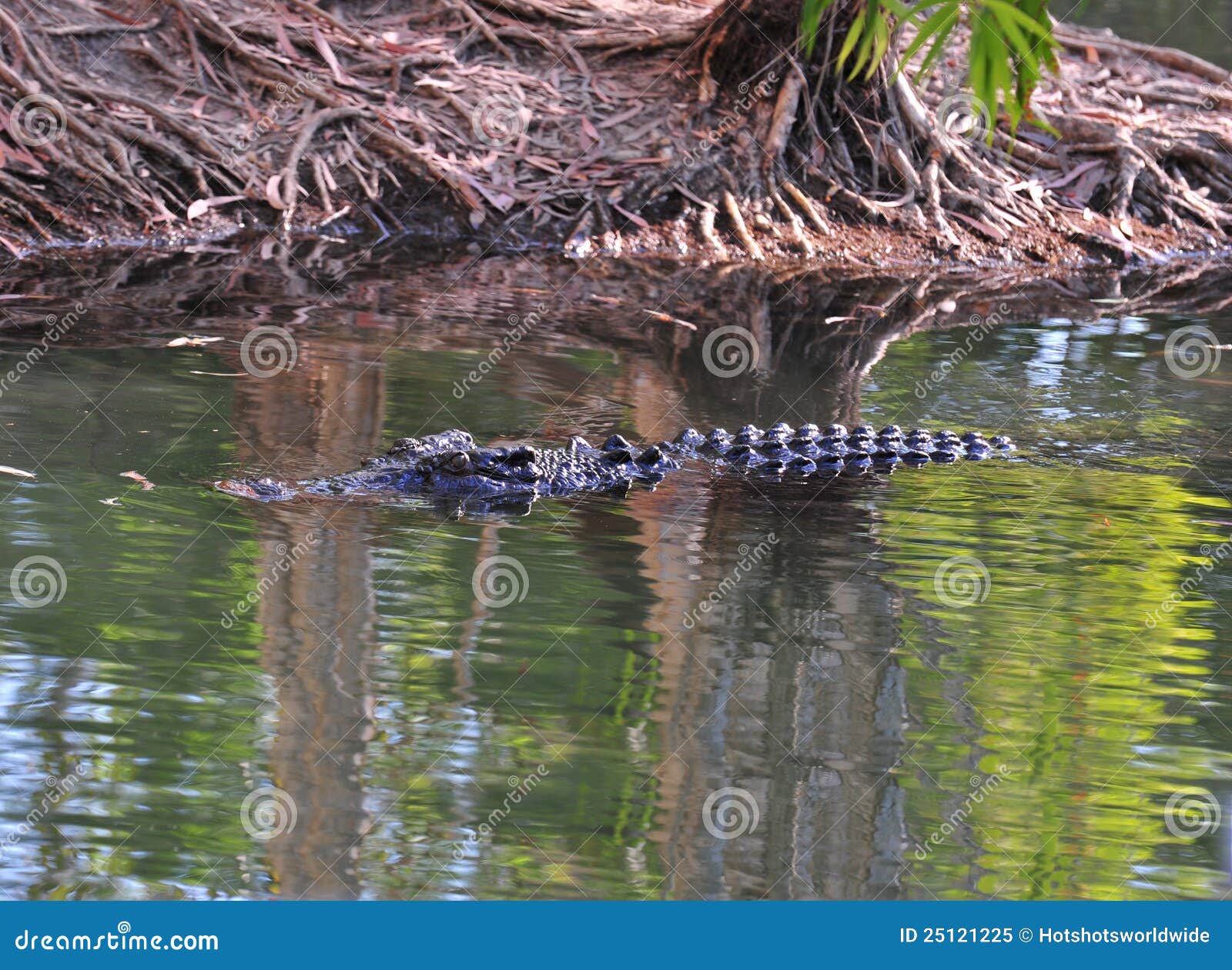 Crocodile D'eau De Mer De Natation, Queensland, Australie Image stock ...