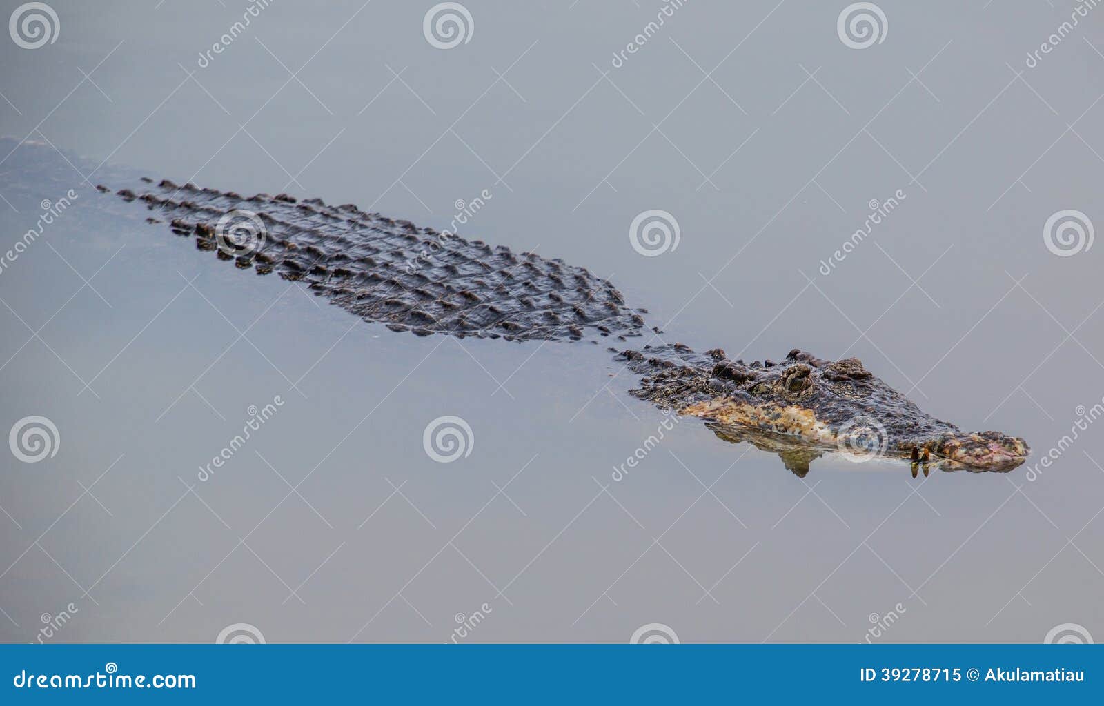 Crocodile d'eau de mer I image stock. Image du pieds - 39278715