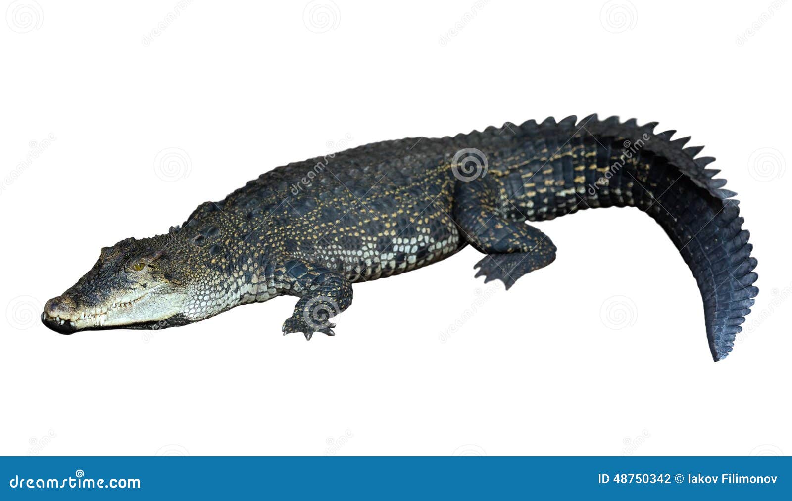 Crocodile D'eau De Mer (porosus De Crocodylus) Photo stock - Image du ...