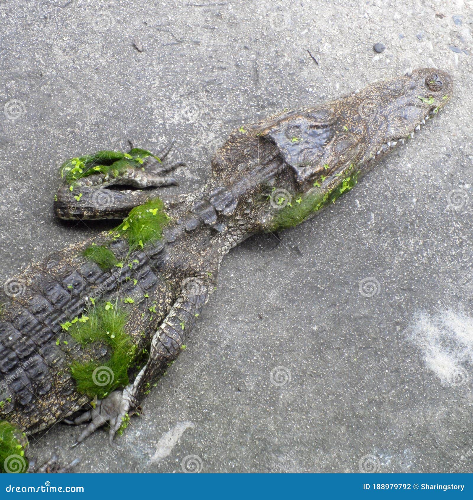 Dead Alligator Gar Fish Atractosteus Spatula Lays Across The Rocks ...