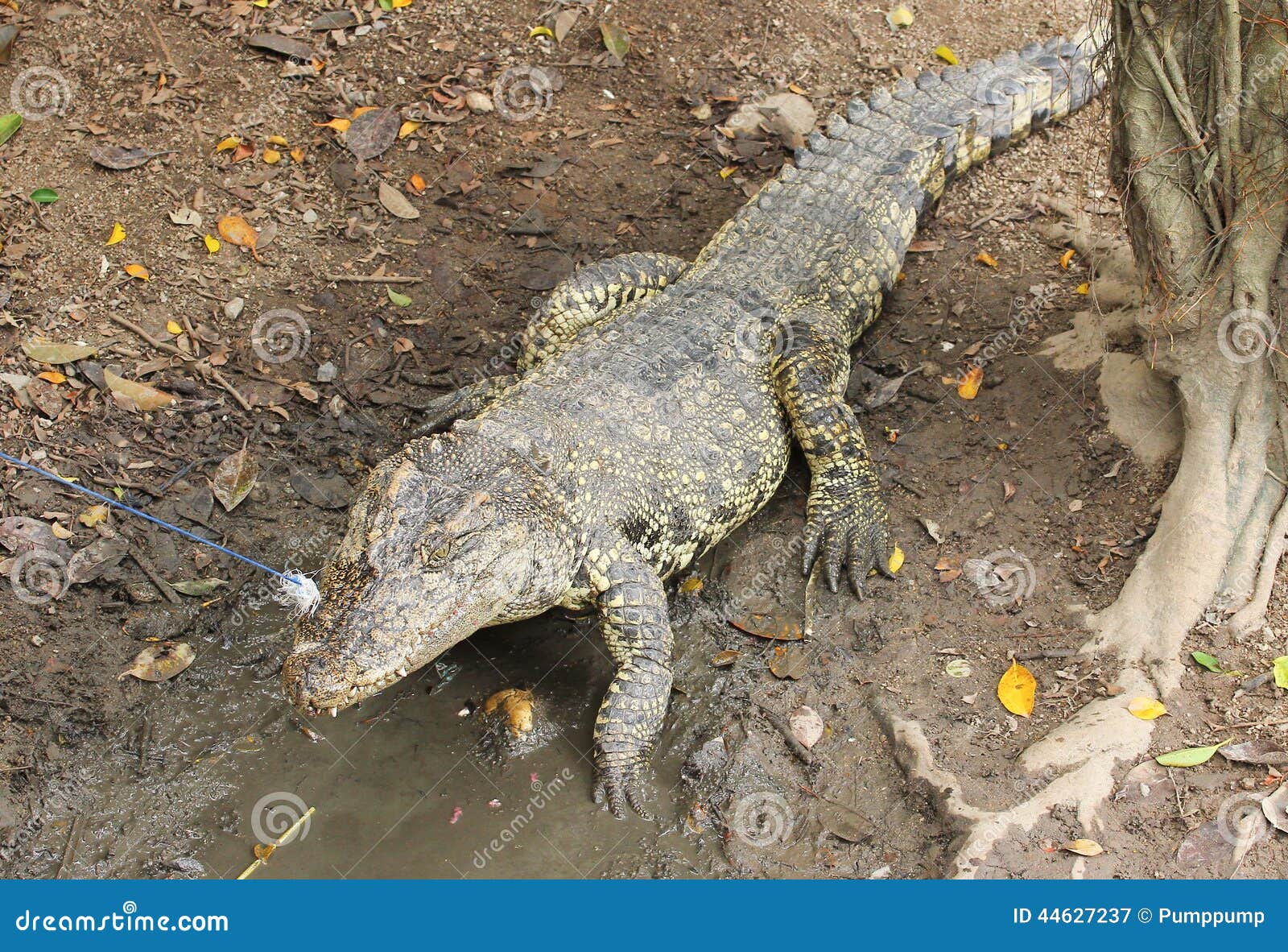 Crocodile eat meat stock image. Image of conflict, meat - 44627237