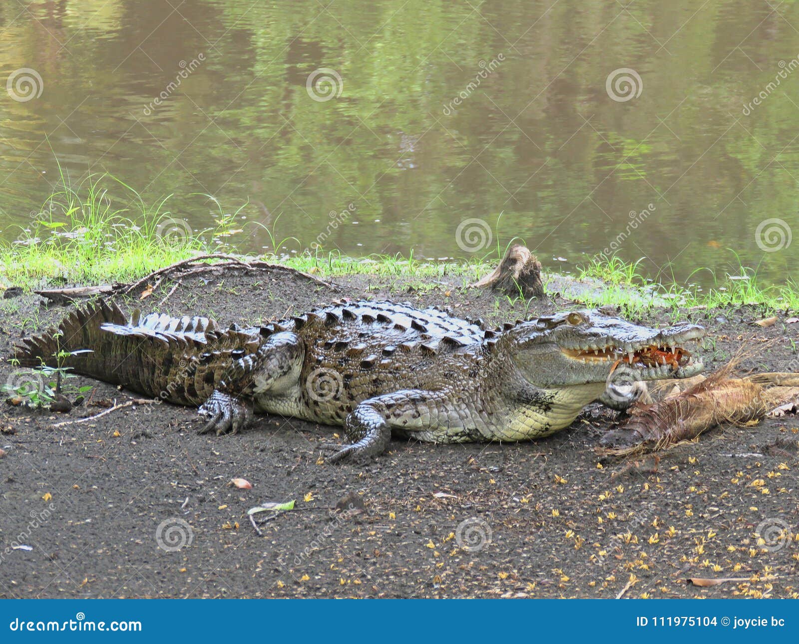 Crocodile Eating Fish. Royalty-Free Stock Photography | CartoonDealer ...