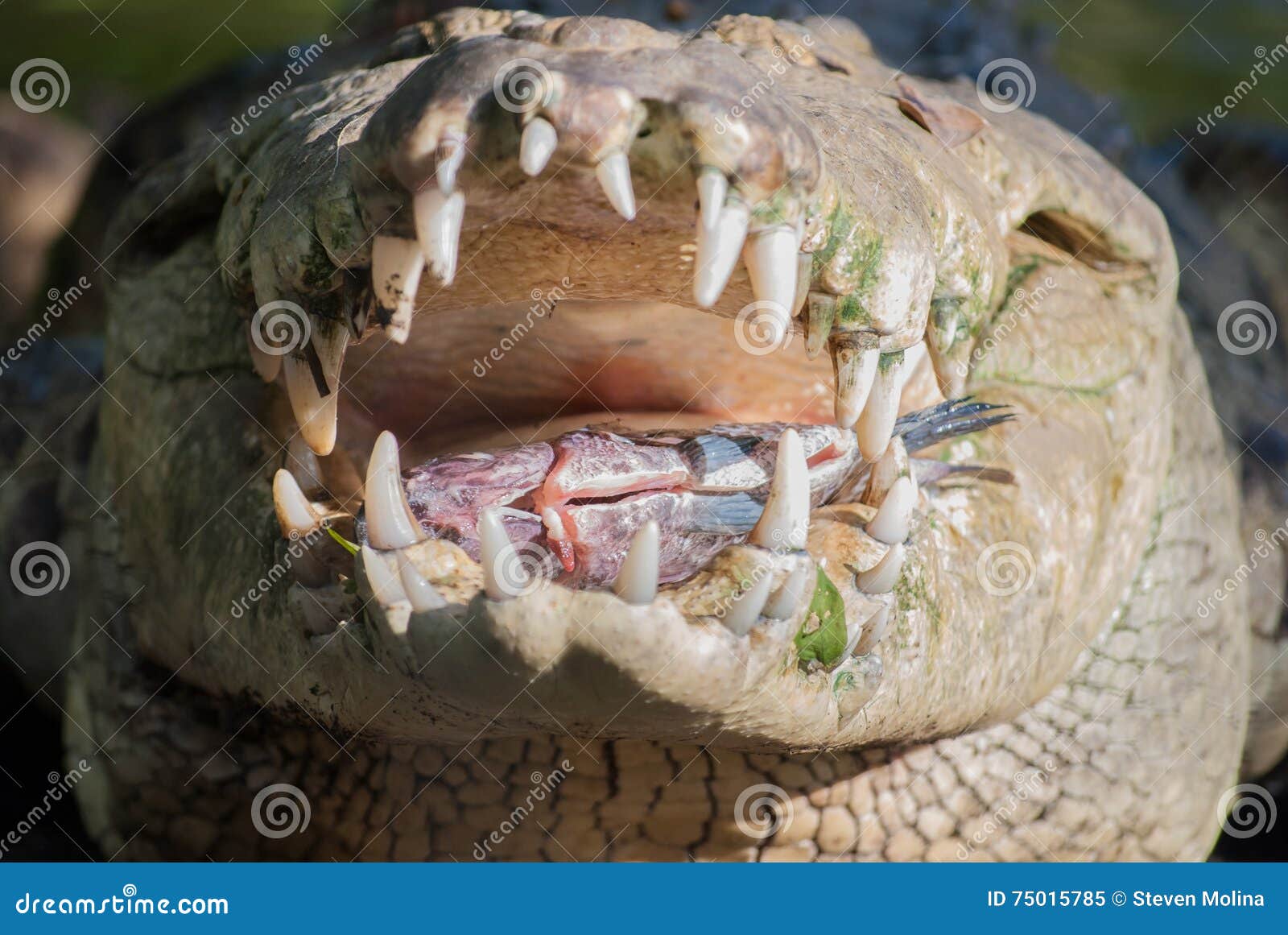 Crocodile eating fish. stock image. Image of rica, sleep - 75015785