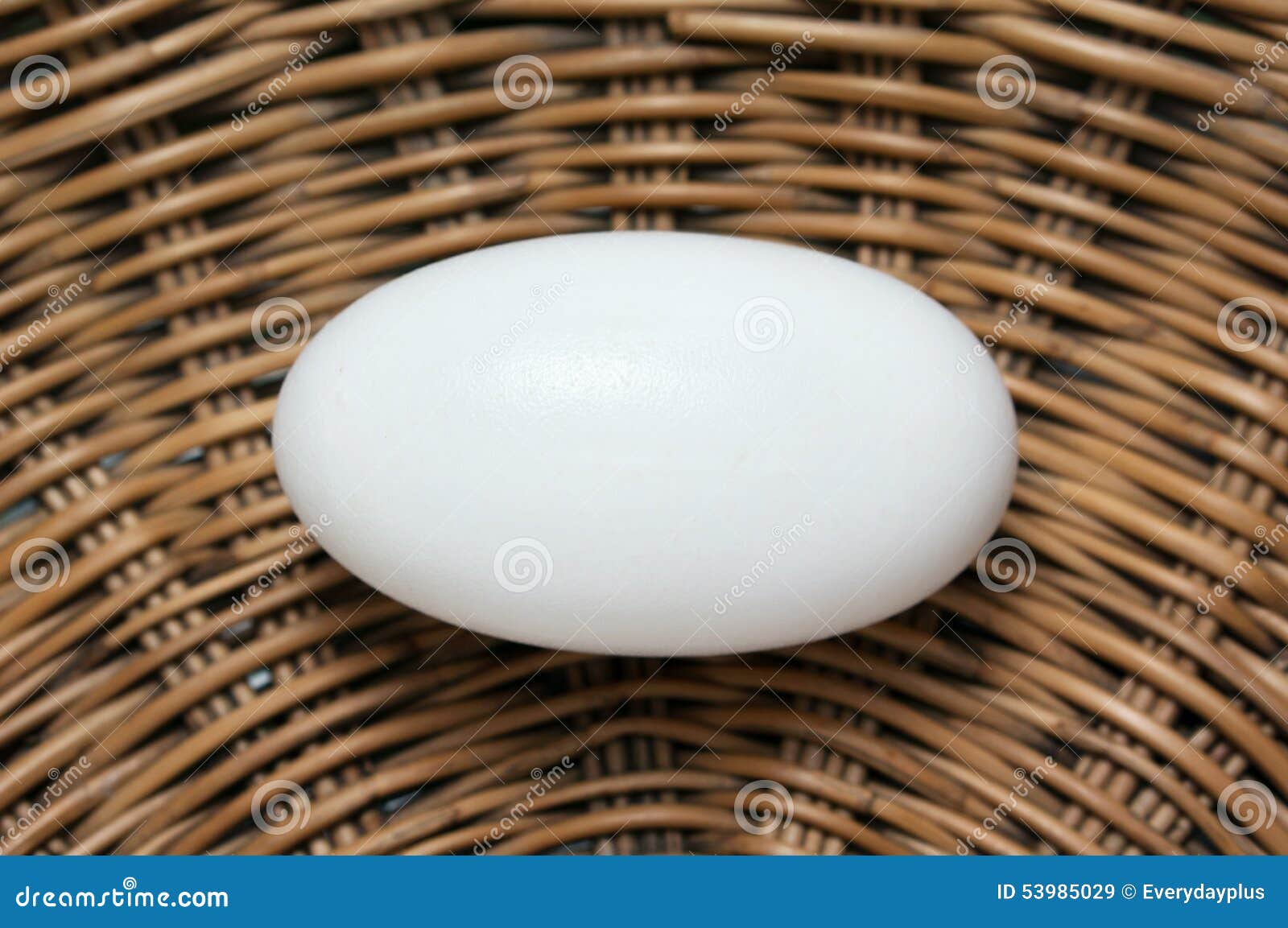 Crocodile egg stock image. Image of alligator, crocodiles - 53985029