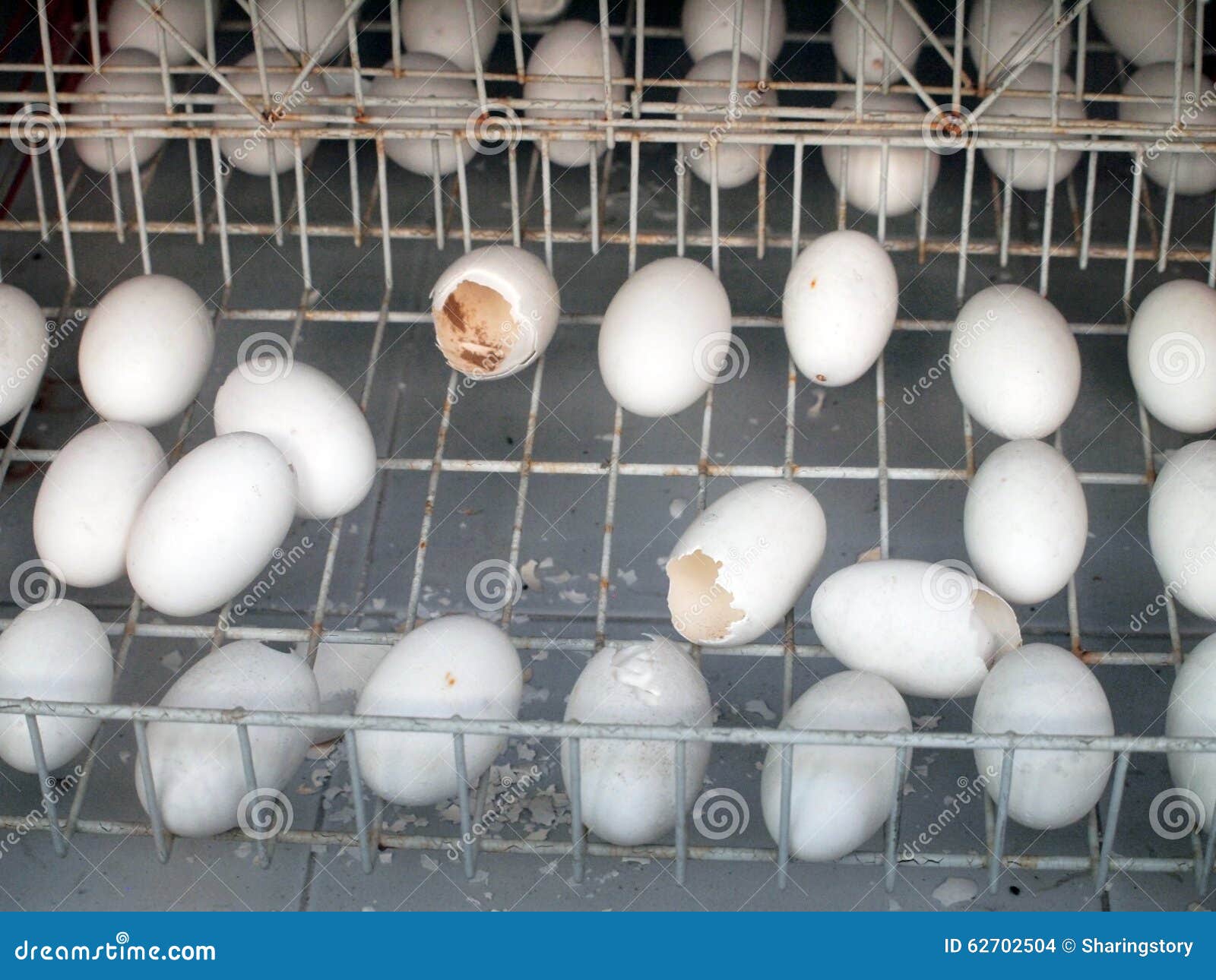Crocodile eggs stock photo. Image of eyes, crocodylus - 62702504