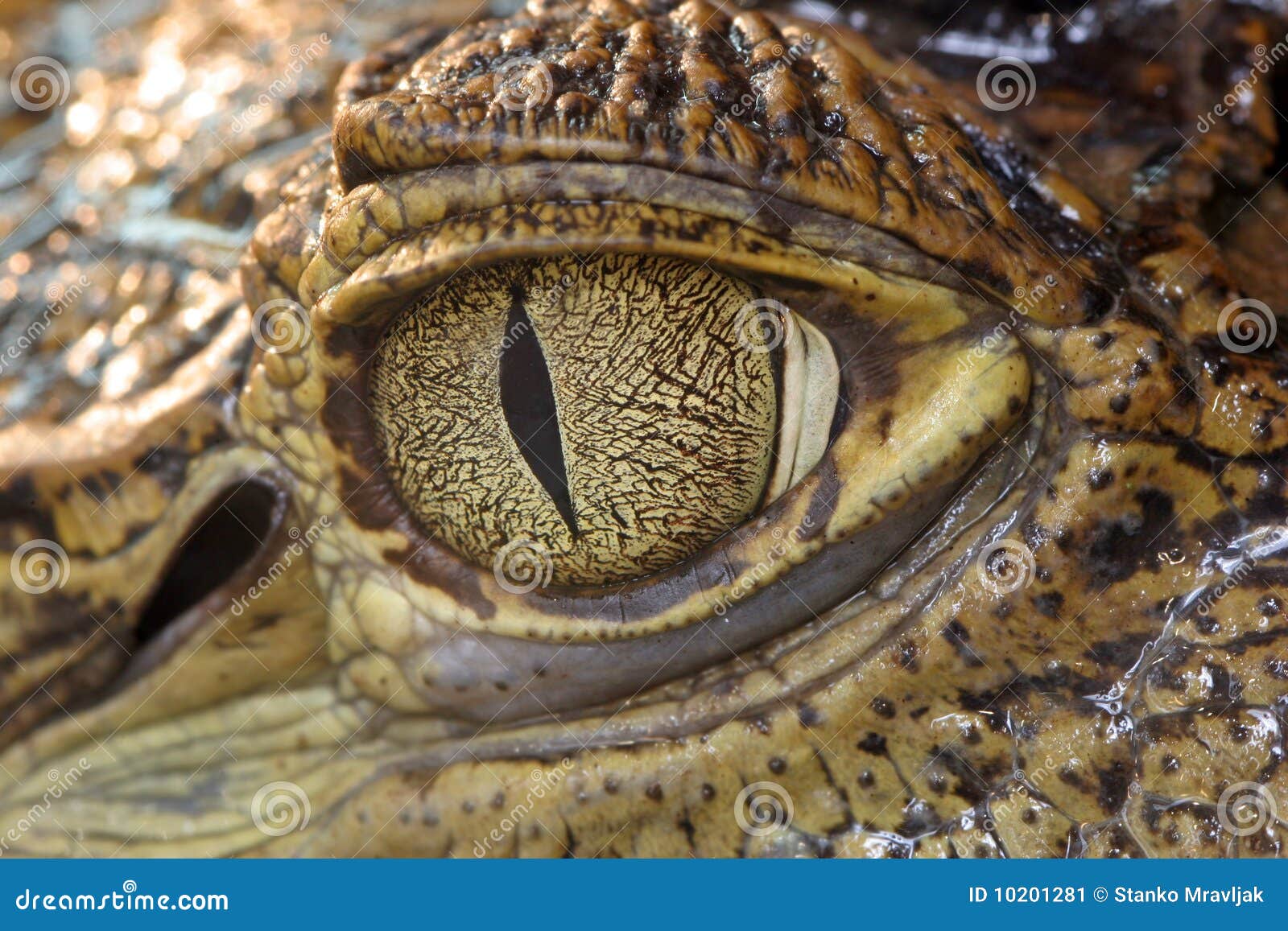 Crocodile eye stock image. Image of nature, blink, tropic - 10201281