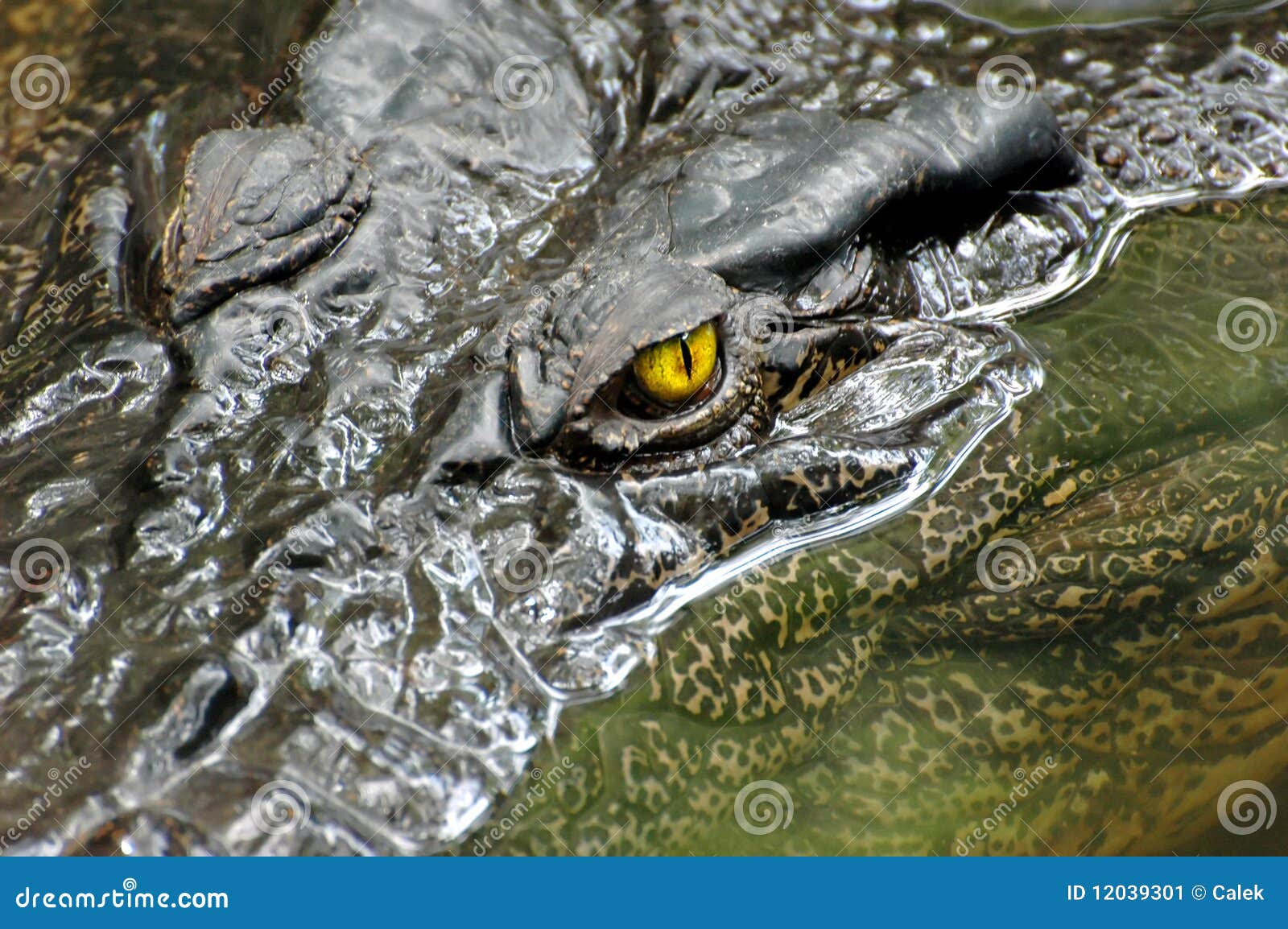 Crocodile eye stock image. Image of lizard, head, macro - 12039301
