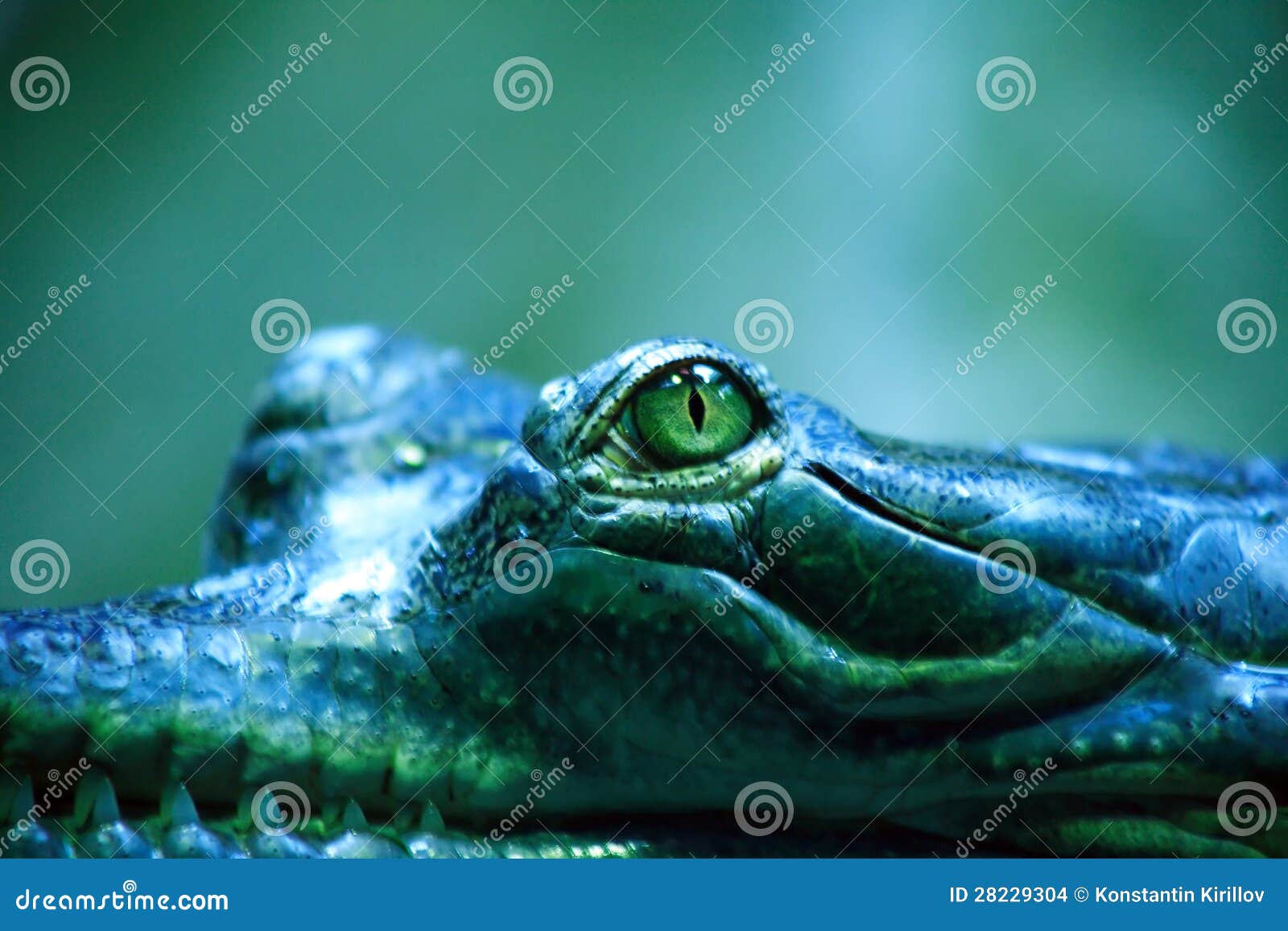 Crocodile Eye stock photo. Image of wild, alligator, reptile - 28229304