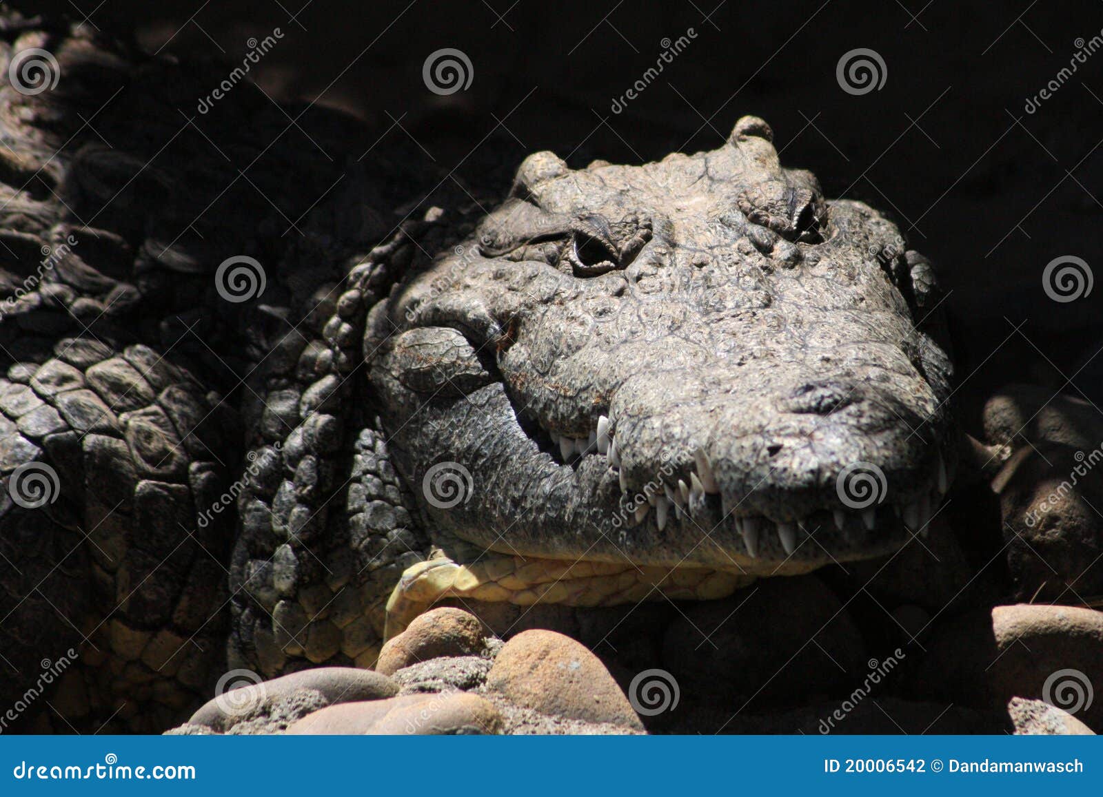 Crocodile Face stock photo. Image of carnivore, african - 20006542
