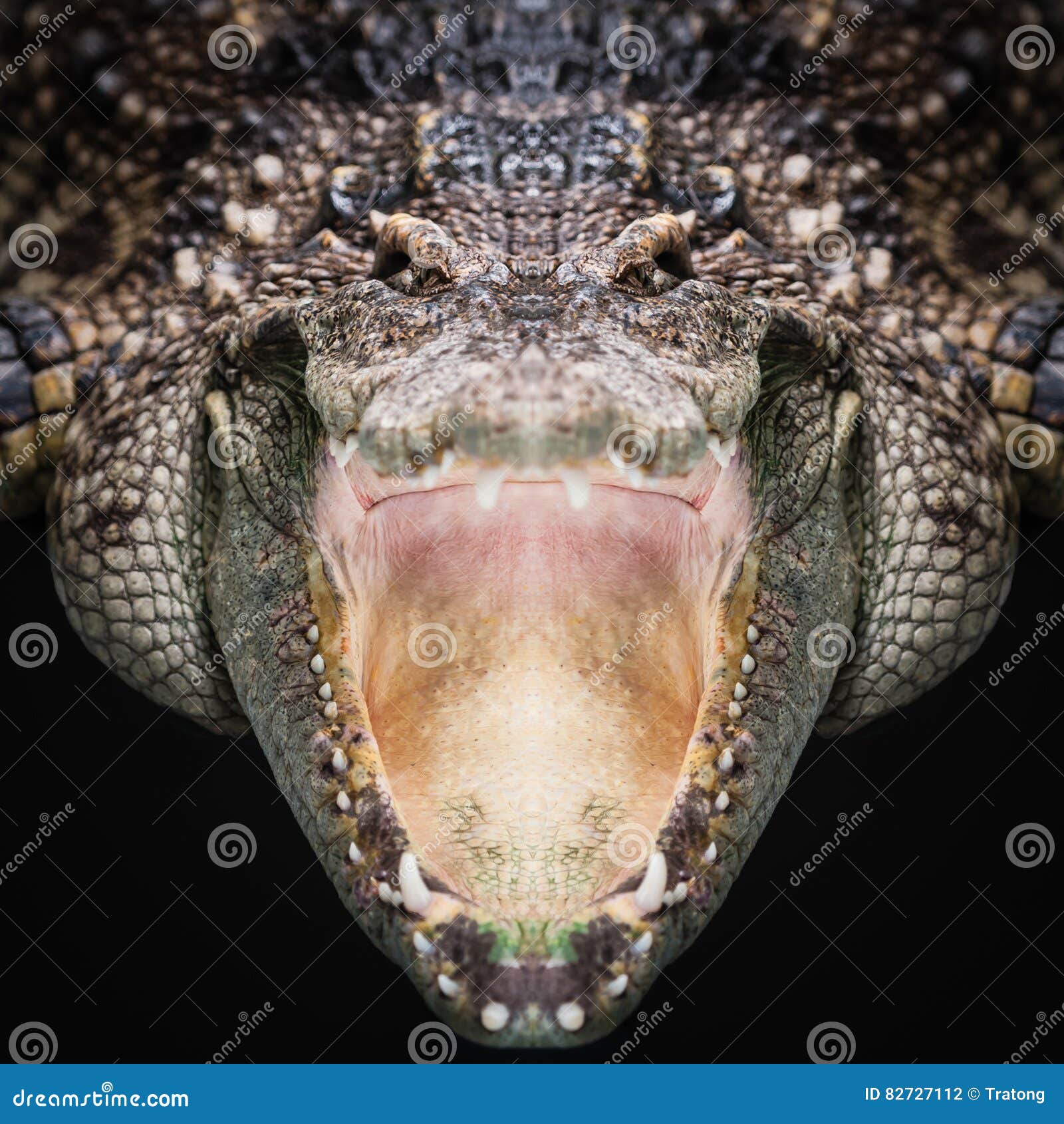 Crocodile face close up stock photo. Image of aggression - 82727112