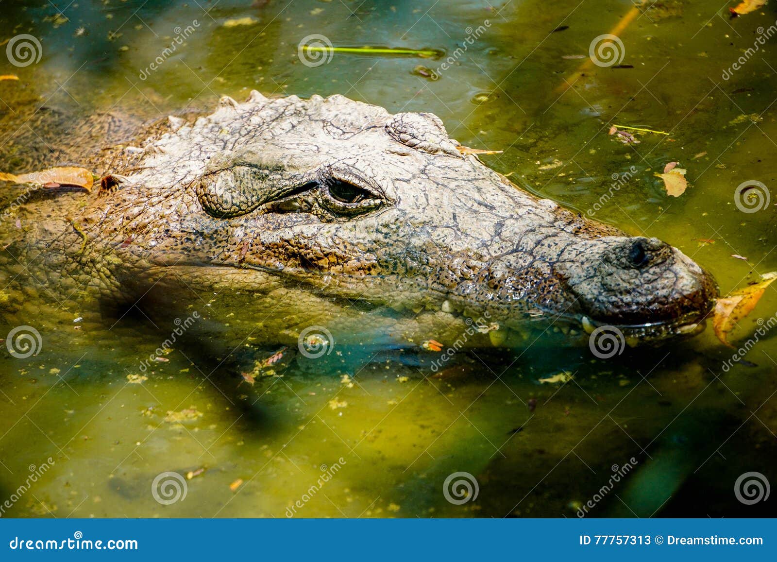 Crocodile face stock image. Image of river, reptile, danger - 77757313