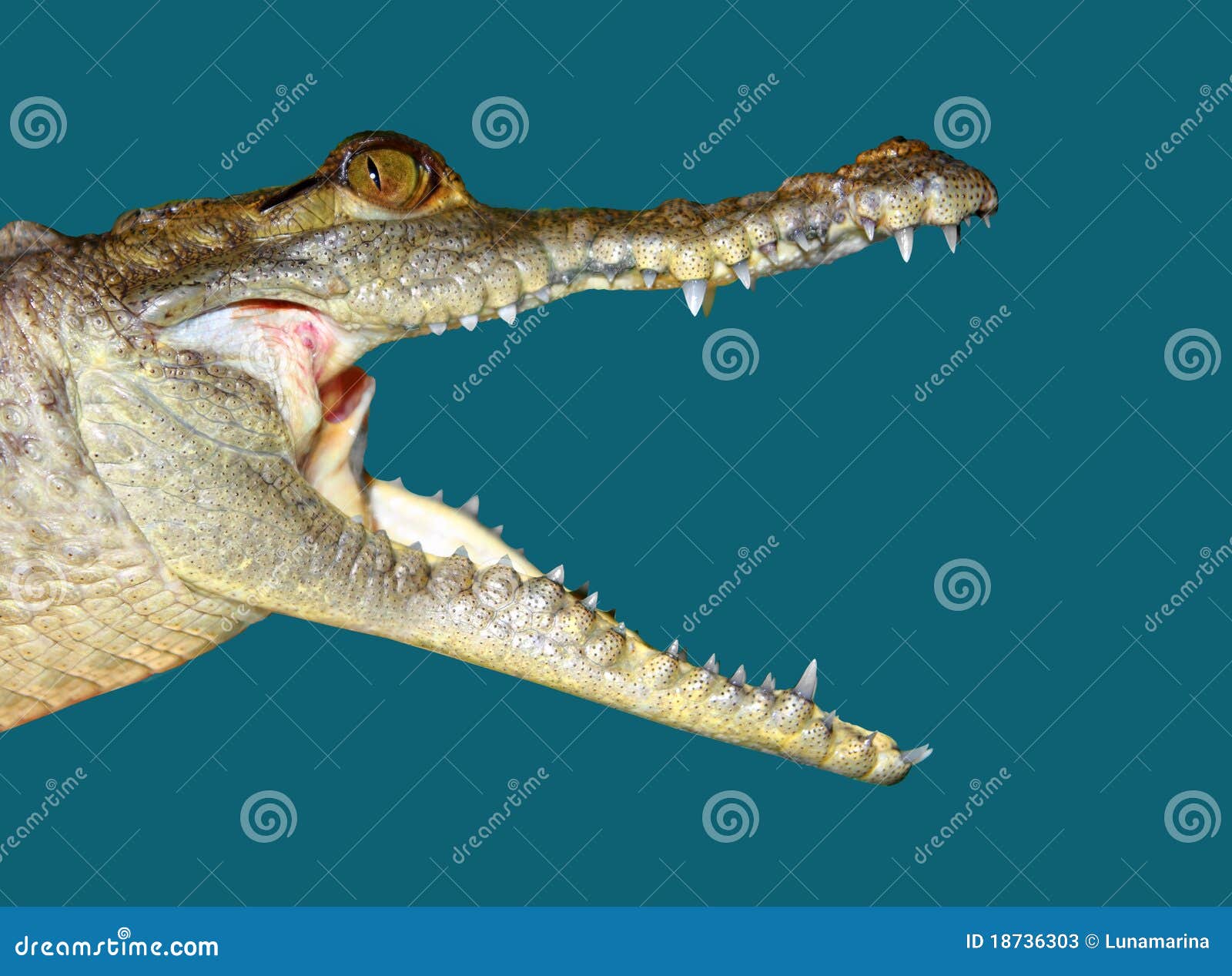 A Crocodile Face In Water Stock Photo | CartoonDealer.com #18999936