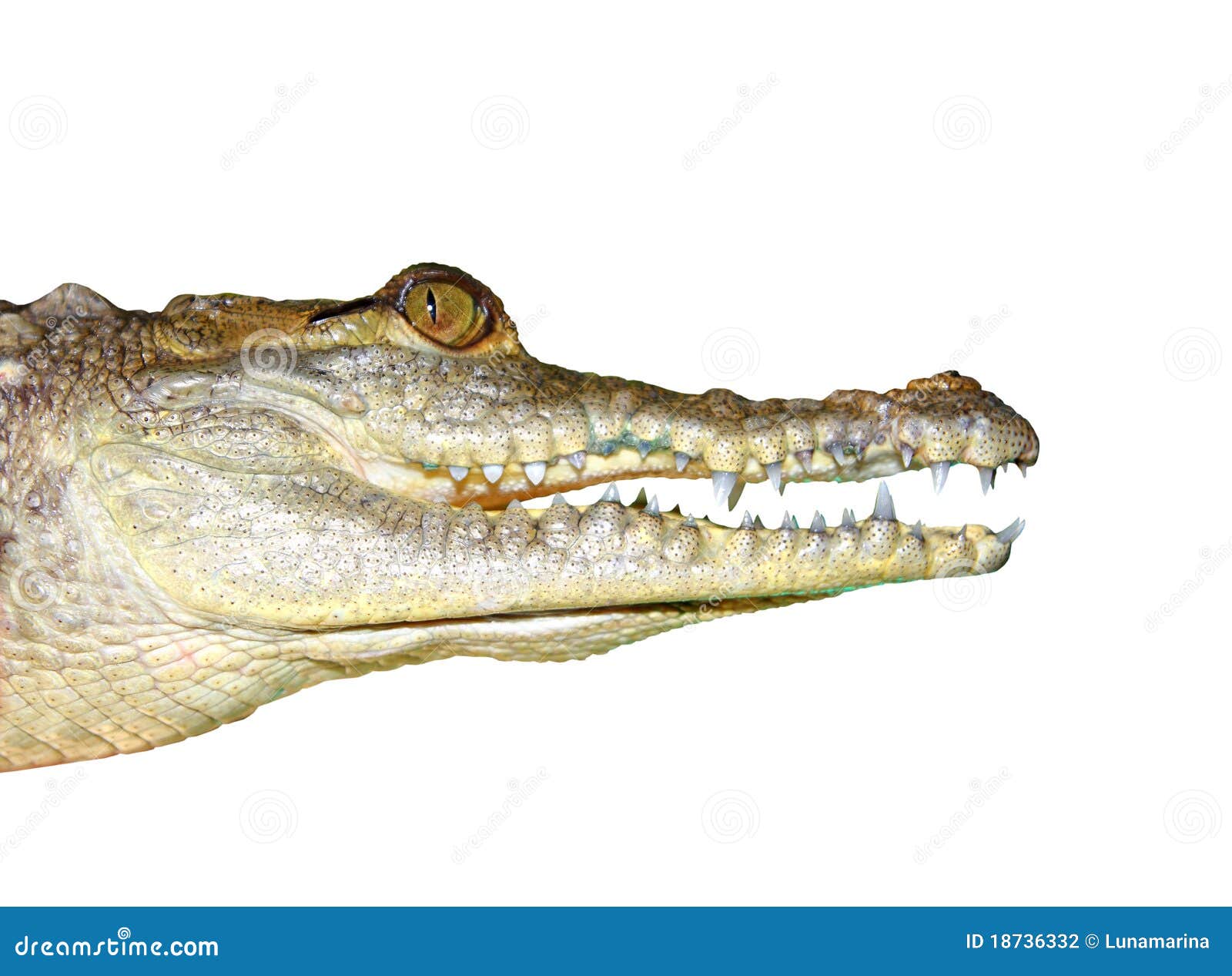 A Crocodile Face In Water Stock Photo | CartoonDealer.com #18999936
