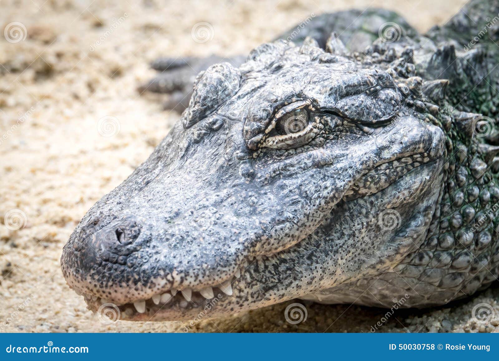 Crocodile face stock photo. Image of singapore, hungry - 50030758