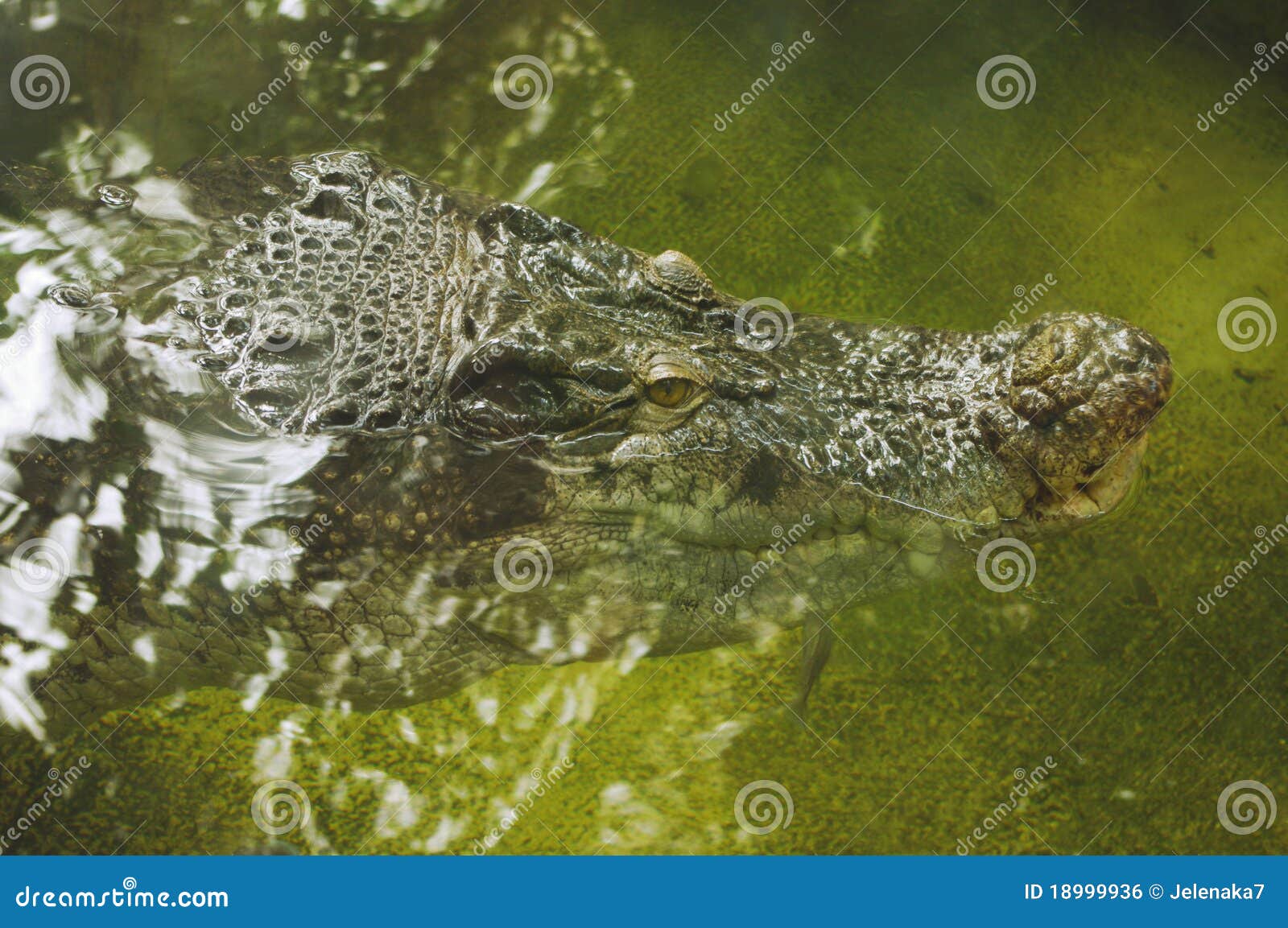 A crocodile face in water stock photo. Image of florida - 18999936