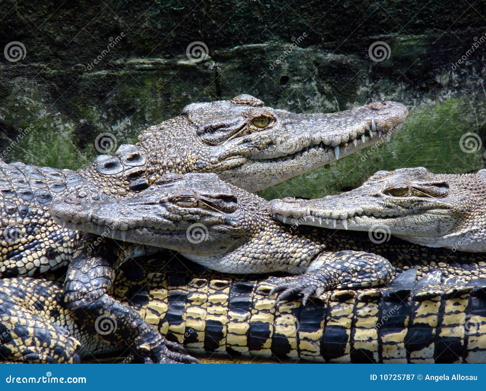 Crocodile Farm 1 stock image. Image of reptile, three - 10725787