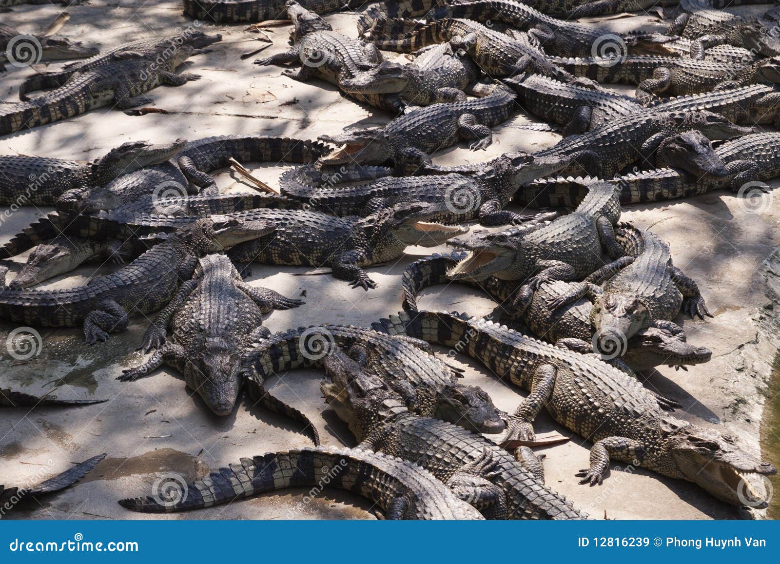 Crocodile farm stock image. Image of stall, farm, wildlife - 12816239
