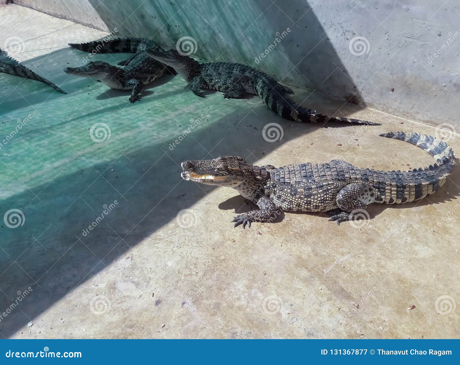 Crocodile in the farm stock image. Image of alligator - 131367877