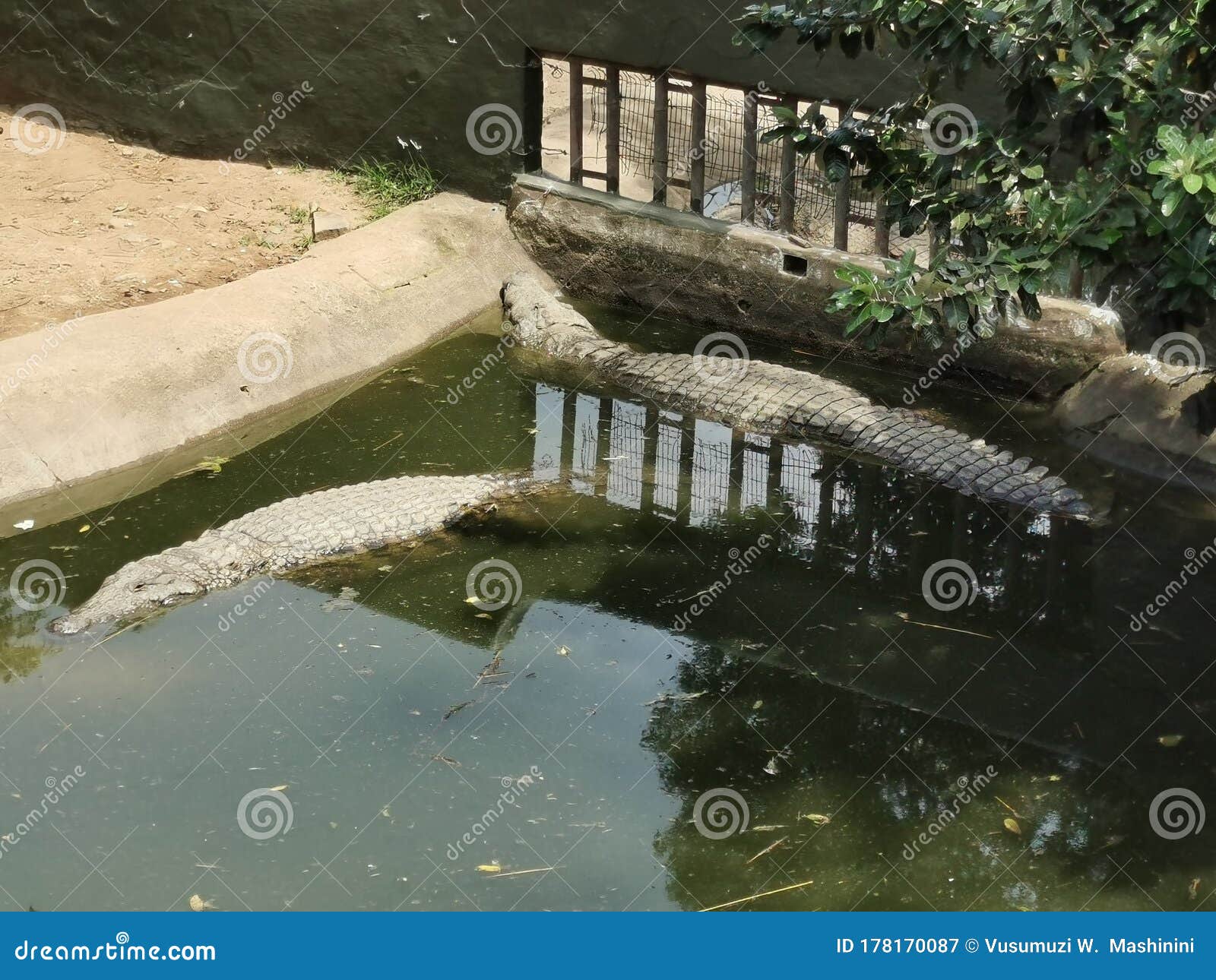 The Crocodile Farm stock image. Image of bridge, backyard - 178170087