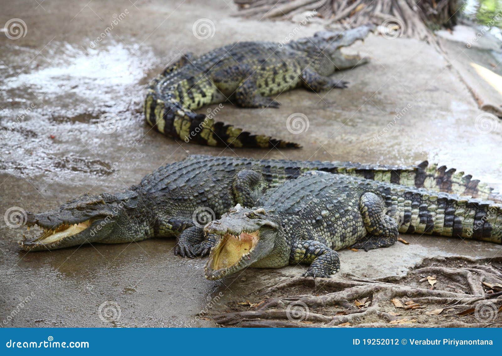 Crocodile Farm stock photo. Image of bank, crocodile - 19252012
