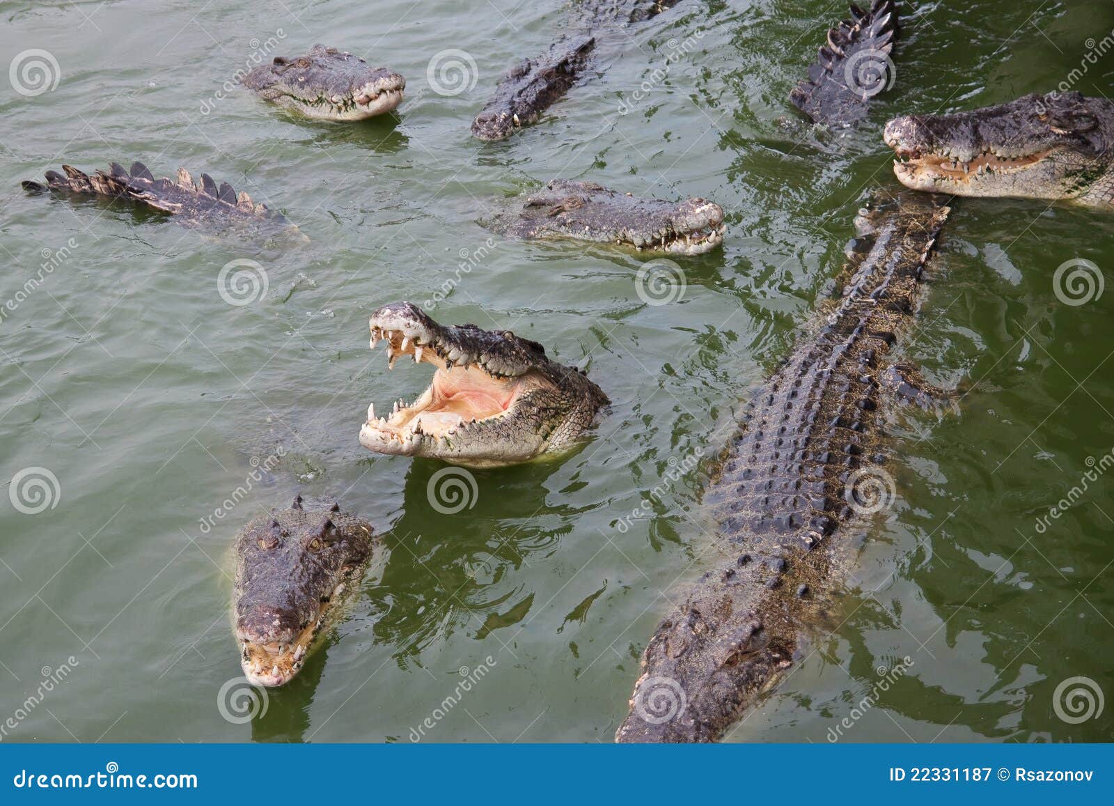 Crocodile farm stock image. Image of thailand, open, leather - 22331187