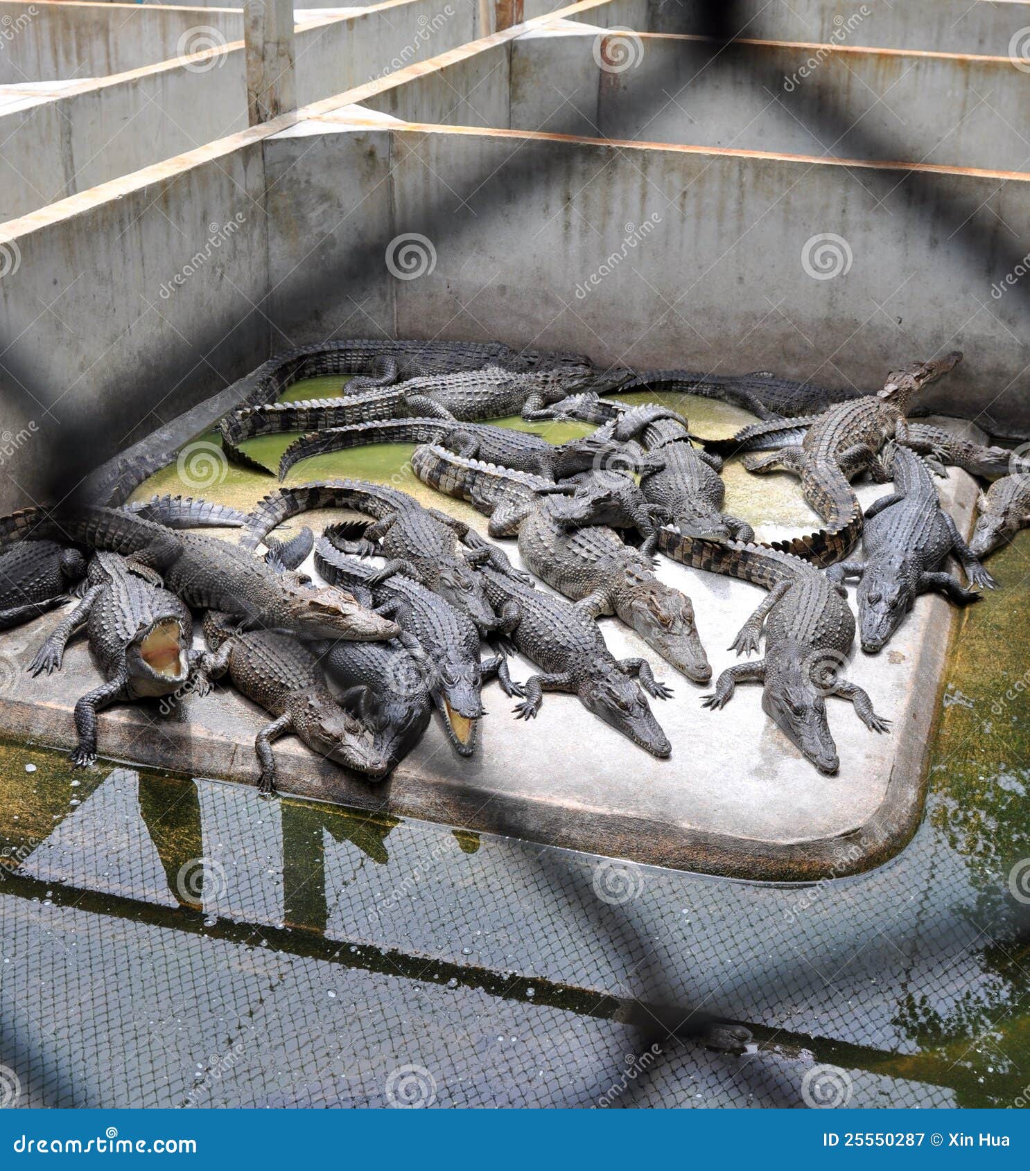 Crocodile Farm stock image. Image of animals, breed, adults - 25550287